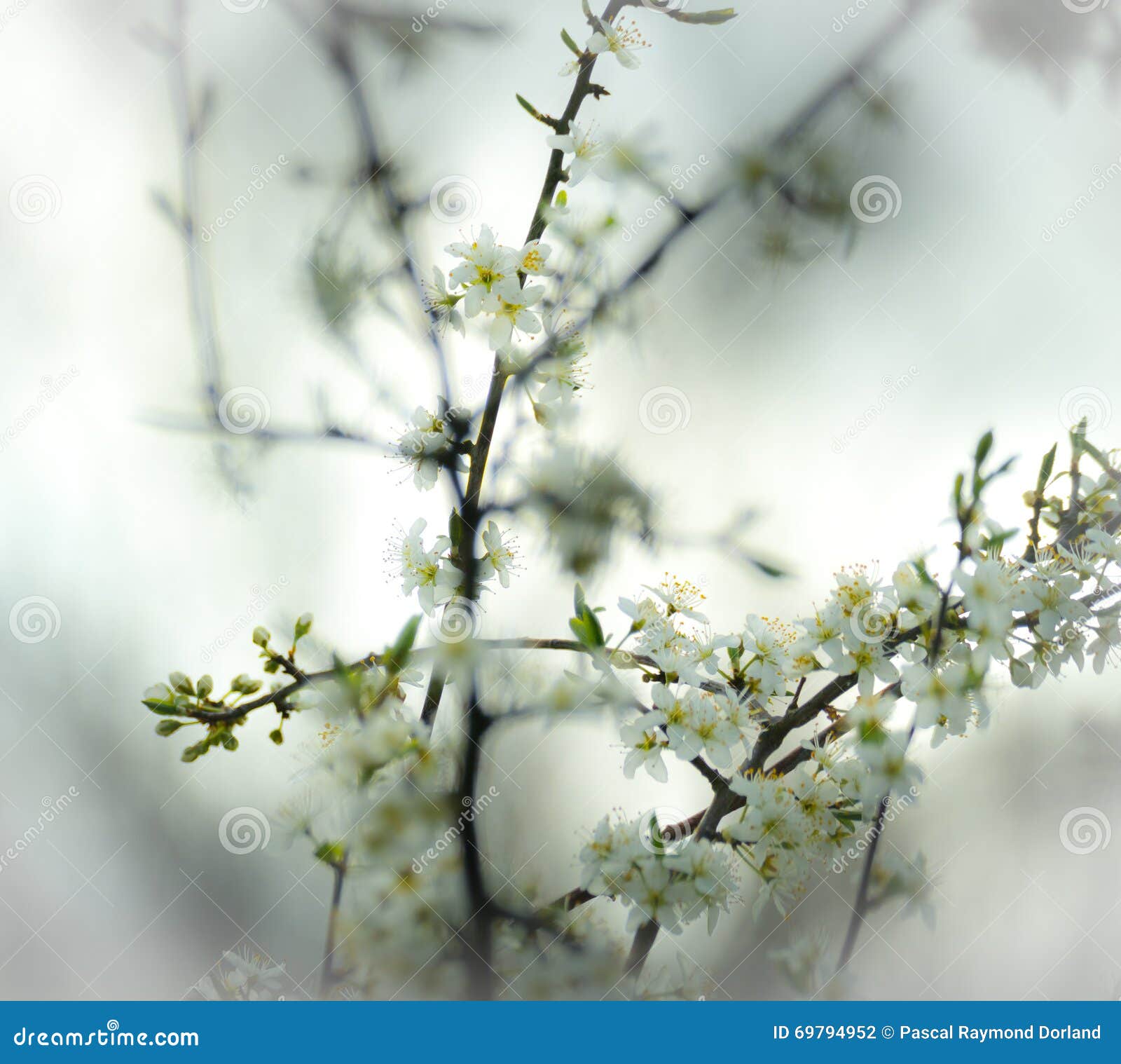 Spring Brings New Life, Blooming on Branches Stock Photo - Image of ...