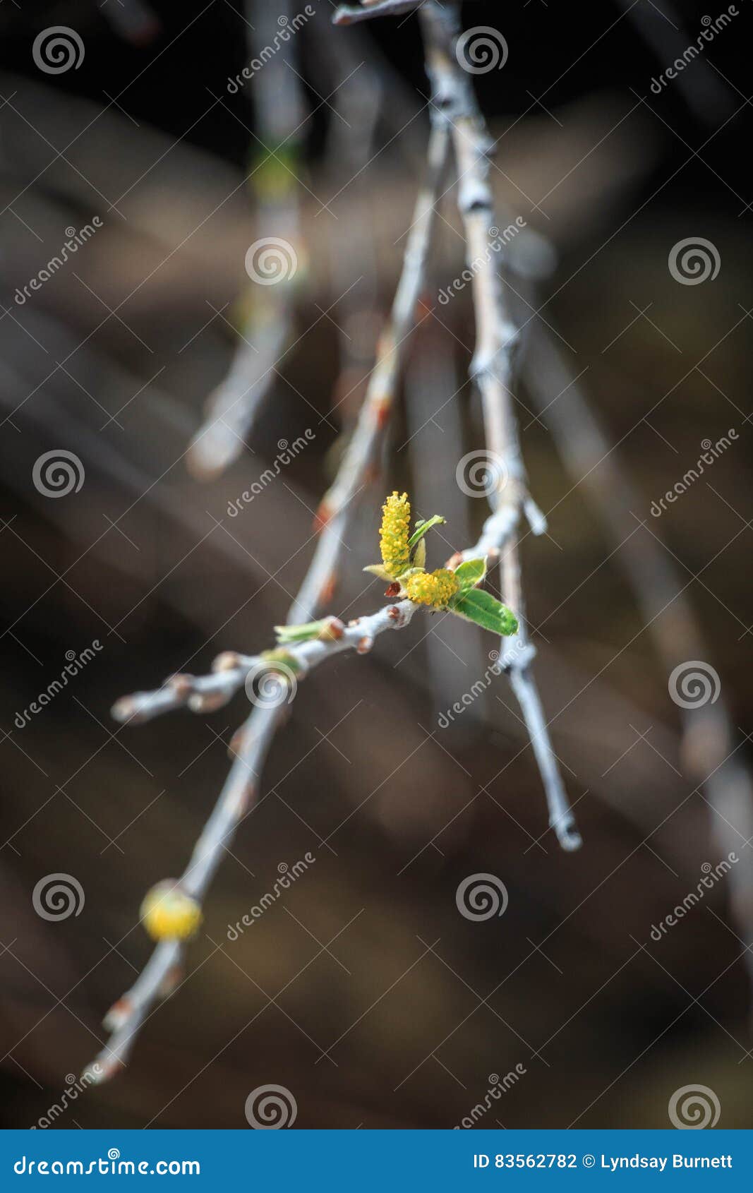 Spring brings new life stock photo. Image of desert, willow - 83562782