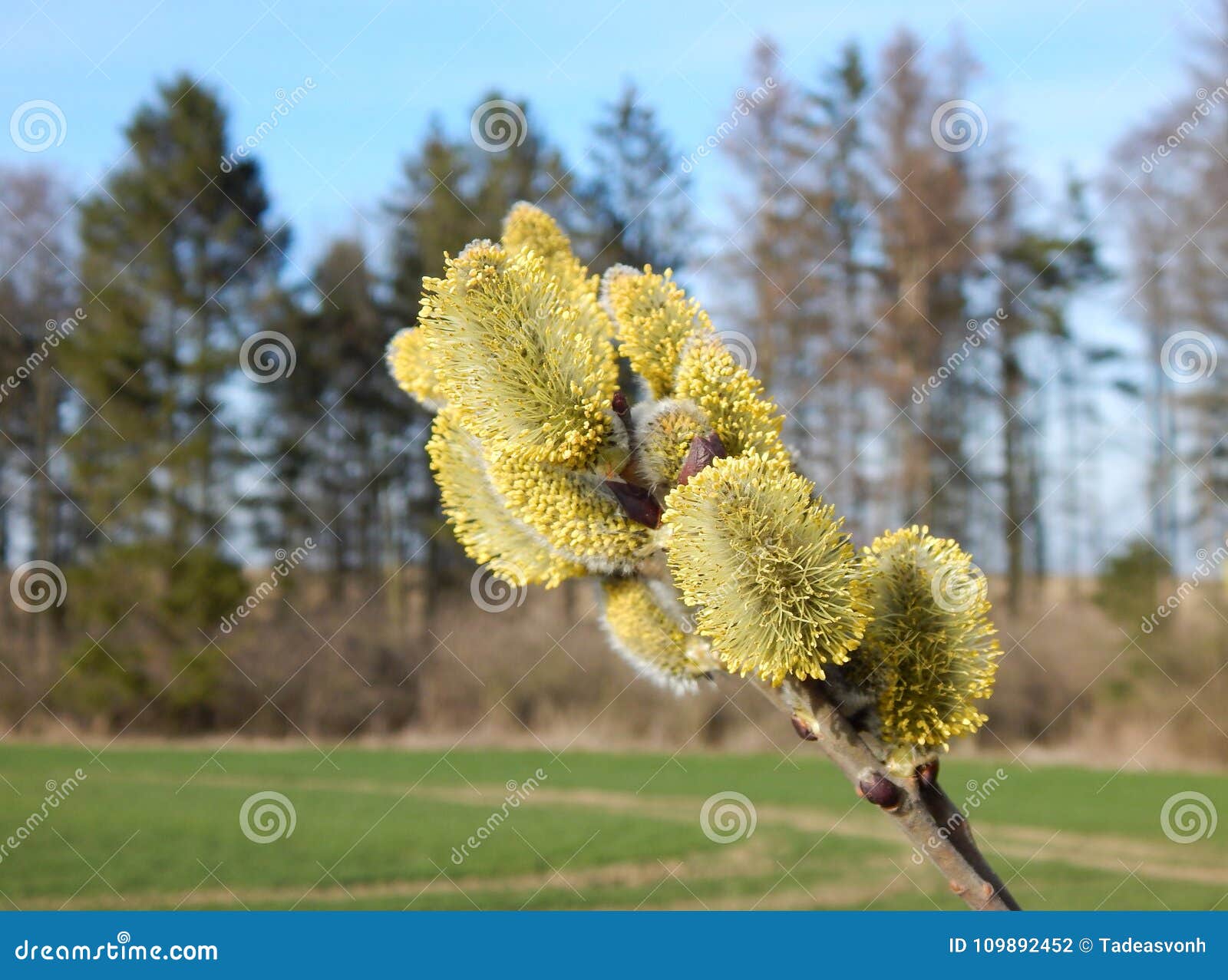 Spring Brings New Life To Everything Stock Photo - Image of spring ...