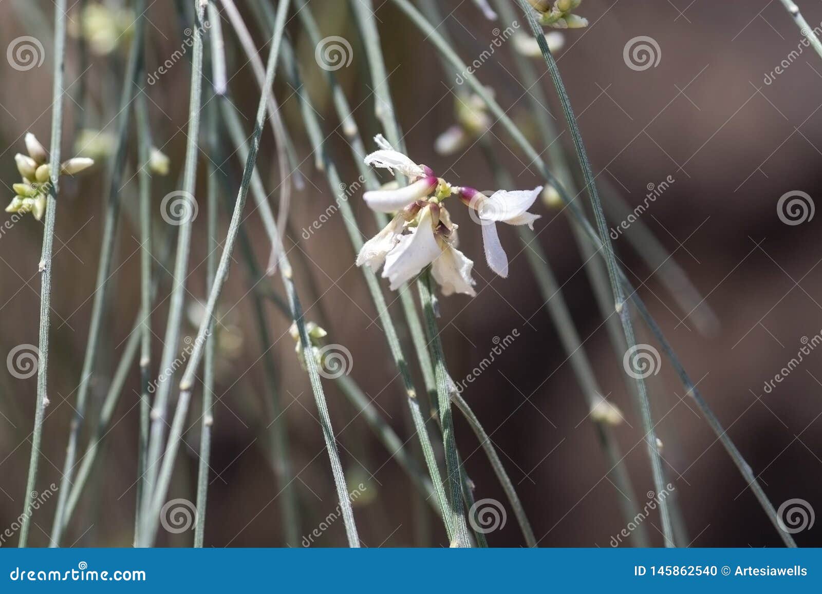 Spring Broom Ginestrae Beginning To Blossom Stock Photo - Image of ...
