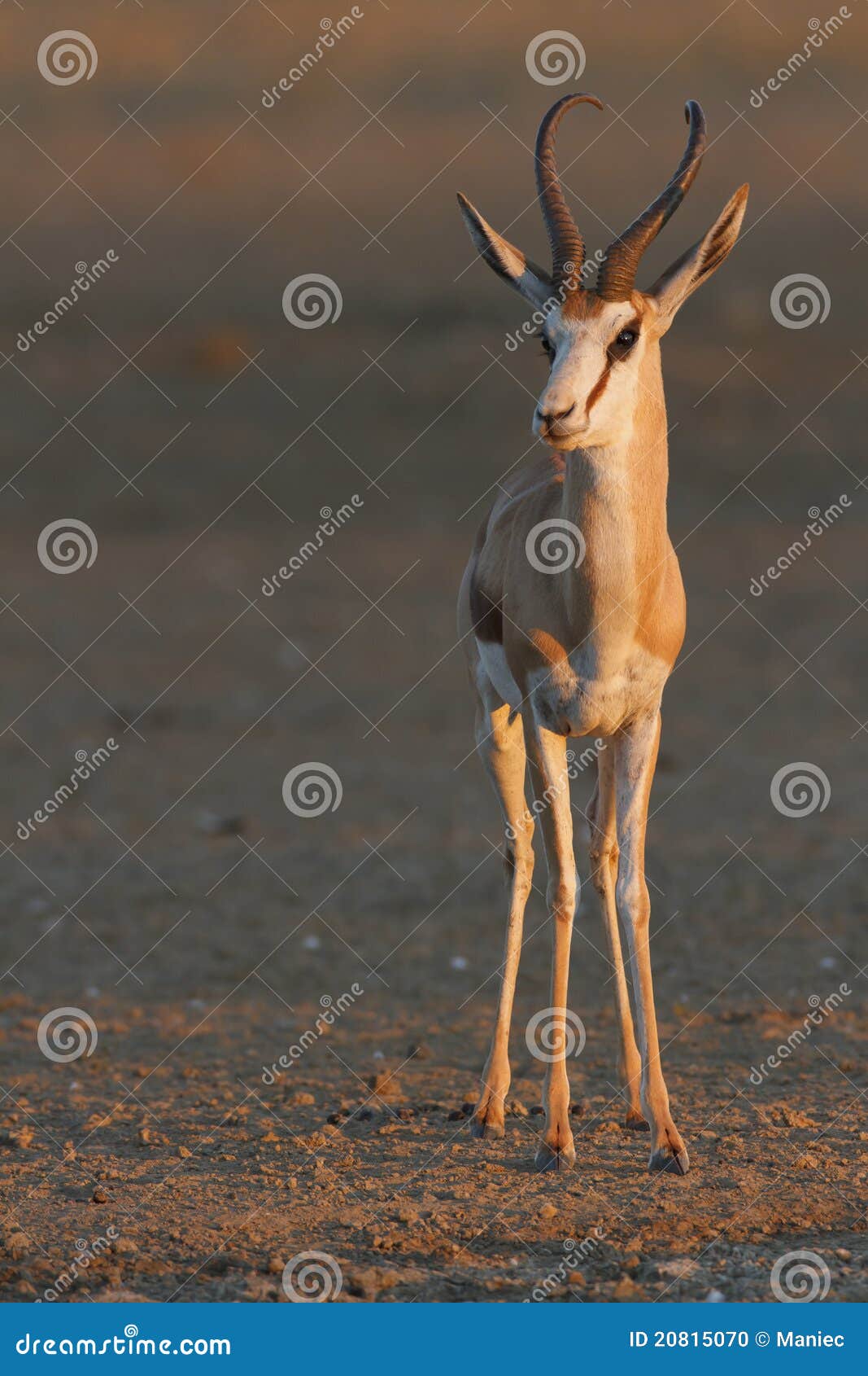 Spring buck stock photo. Image of desert, africa, grazer - 20815070