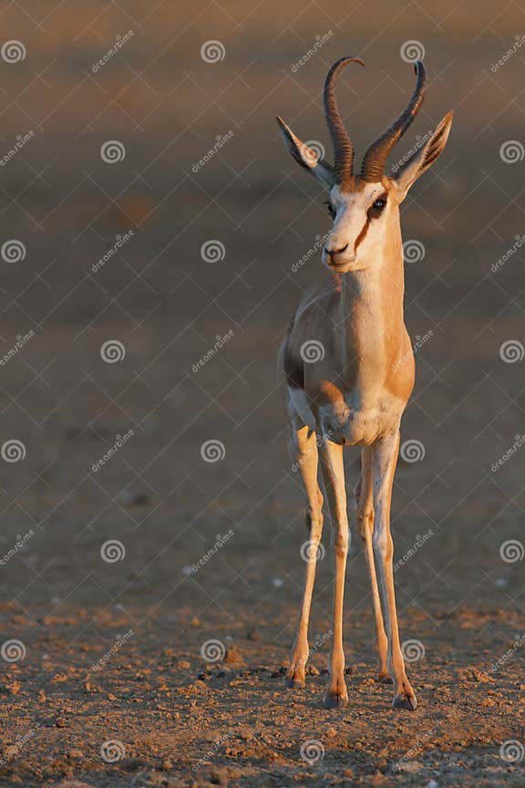 Spring buck stock photo. Image of desert, africa, grazer - 20815070