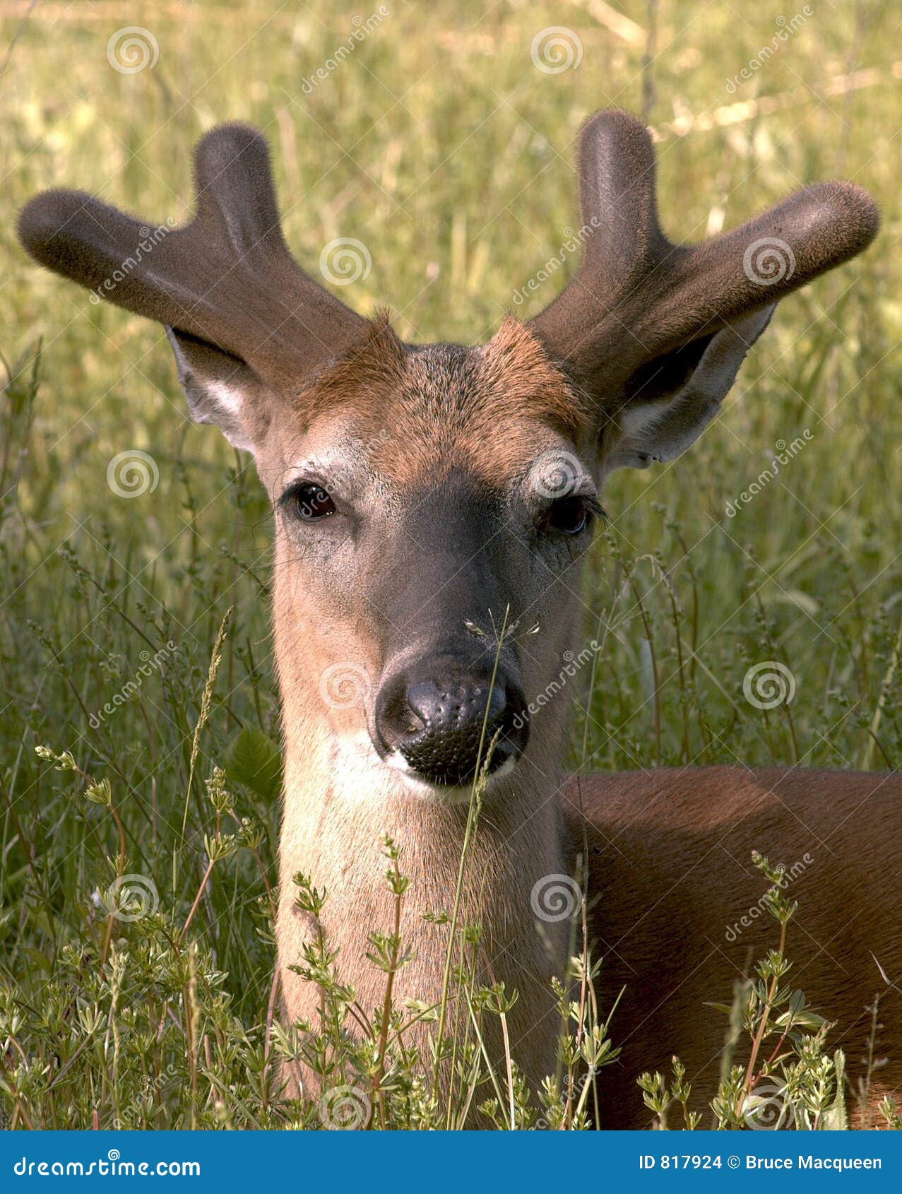 Spring Buck stock photo. Image of thickets, headshot, buck - 817924