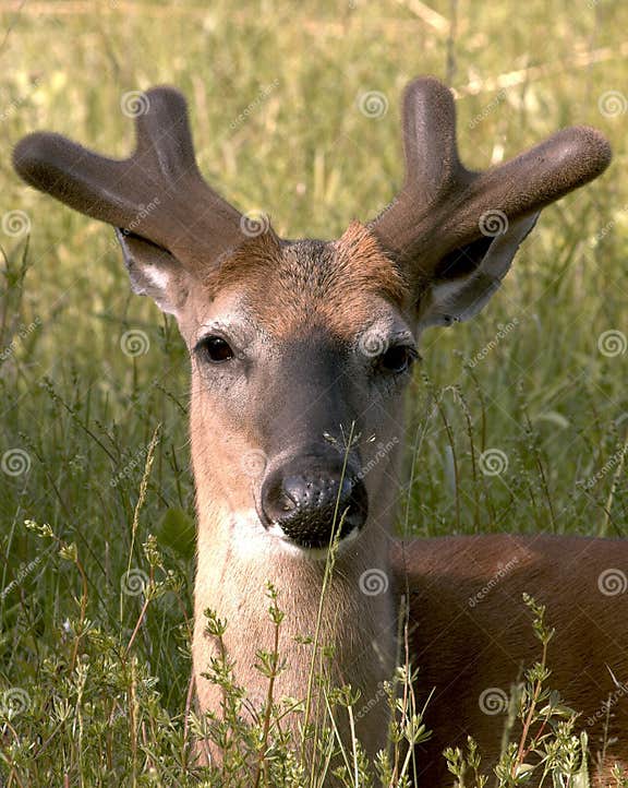 Spring Buck stock photo. Image of thickets, headshot, buck - 817924