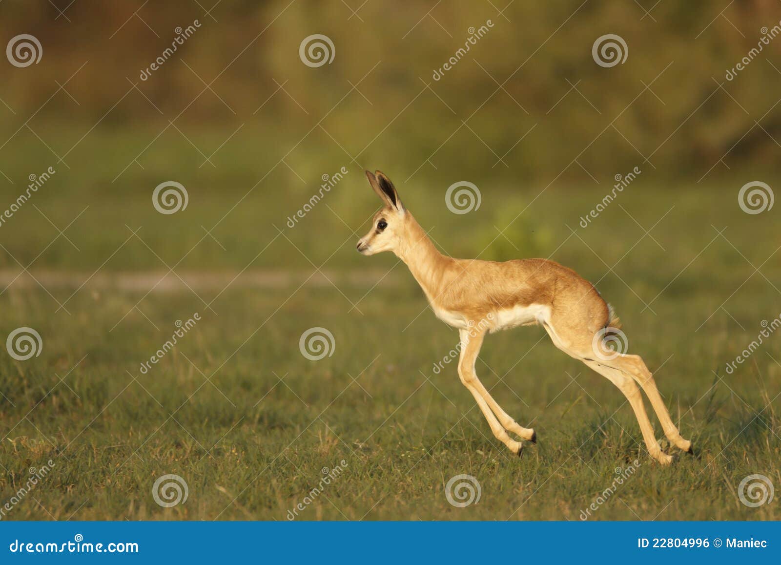 Spring buck calf stock photo. Image of spring, wildlife - 22804996