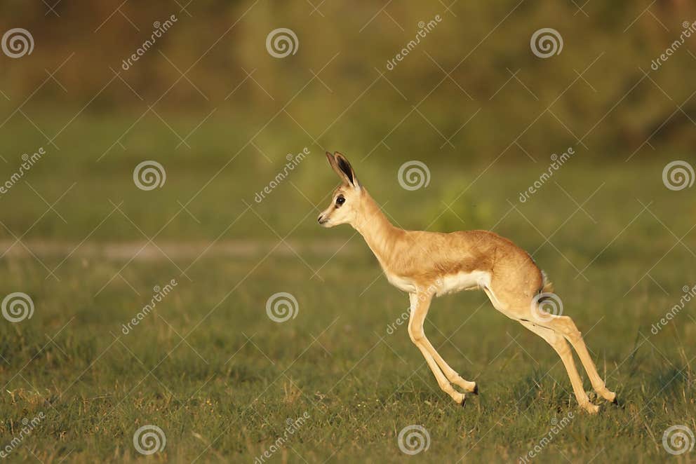 Spring buck calf stock photo. Image of spring, wildlife - 22804996