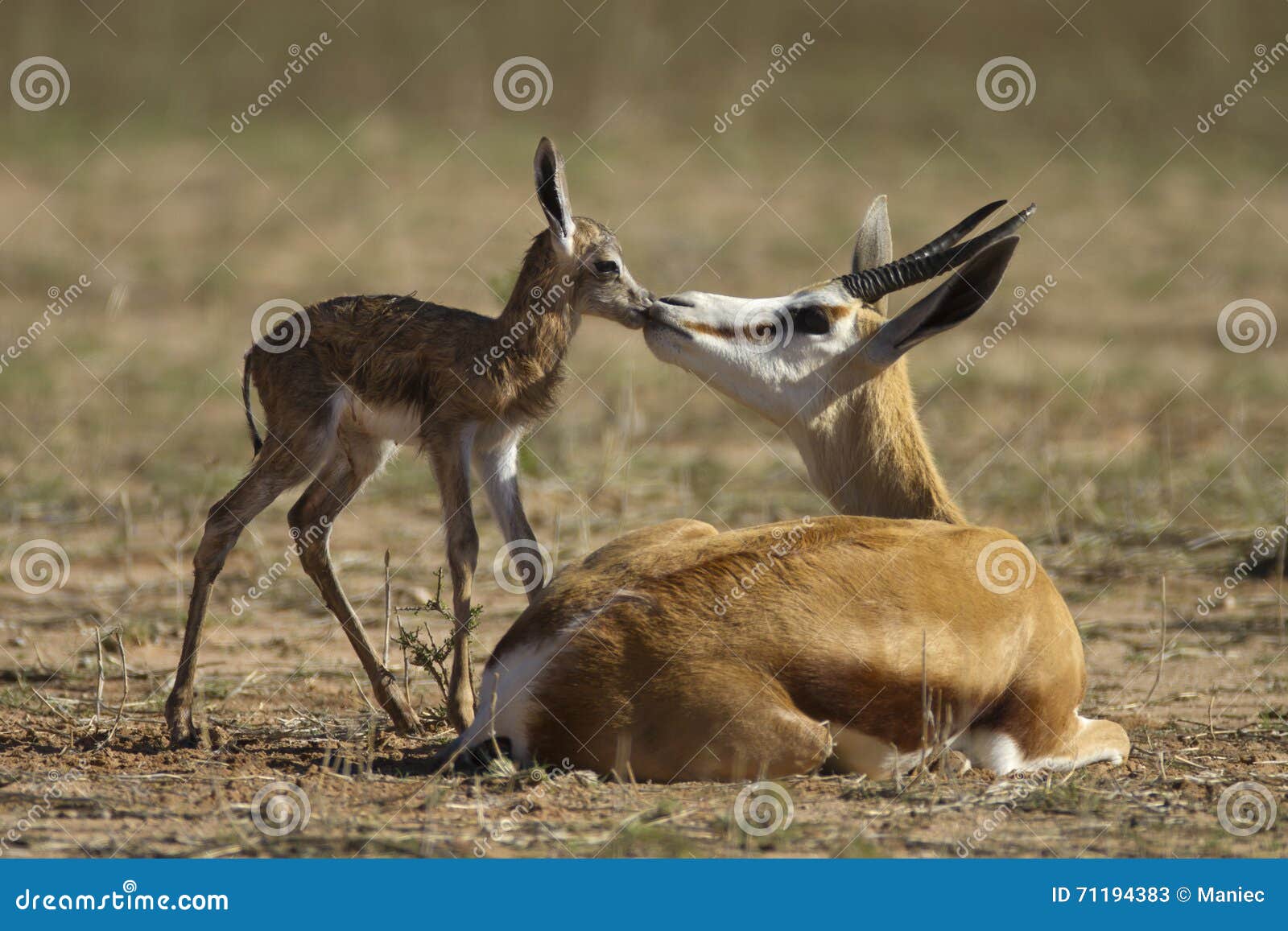 Spring Buck Mother and Calf. Stock Image - Image of buck, africa: 71194383