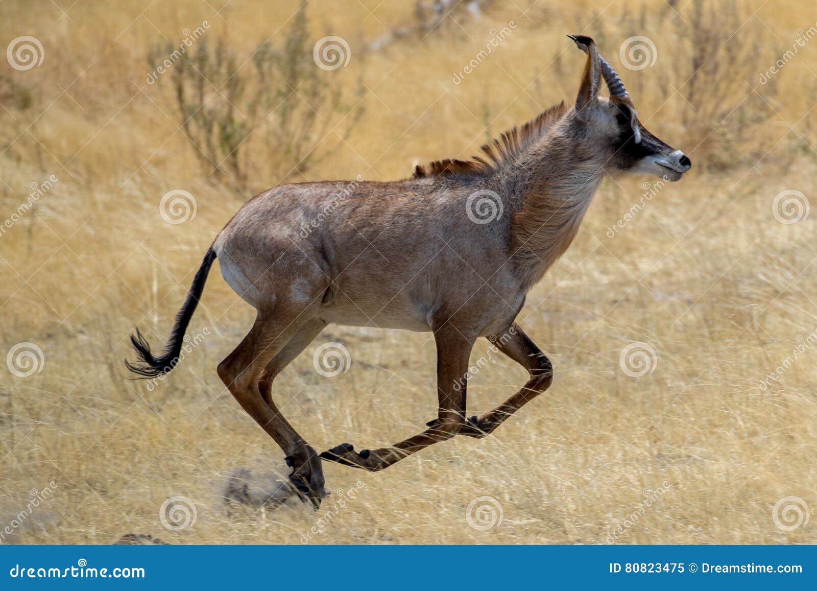 Spring buck stock image. Image of selinda, camp, lions - 80823475