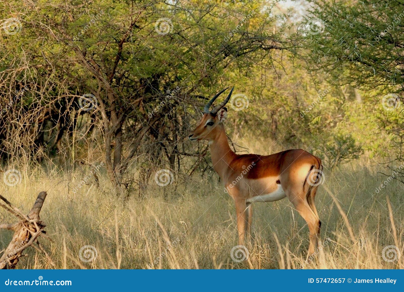 Spring buck stock image. Image of antelope, kudu, spring - 57472657