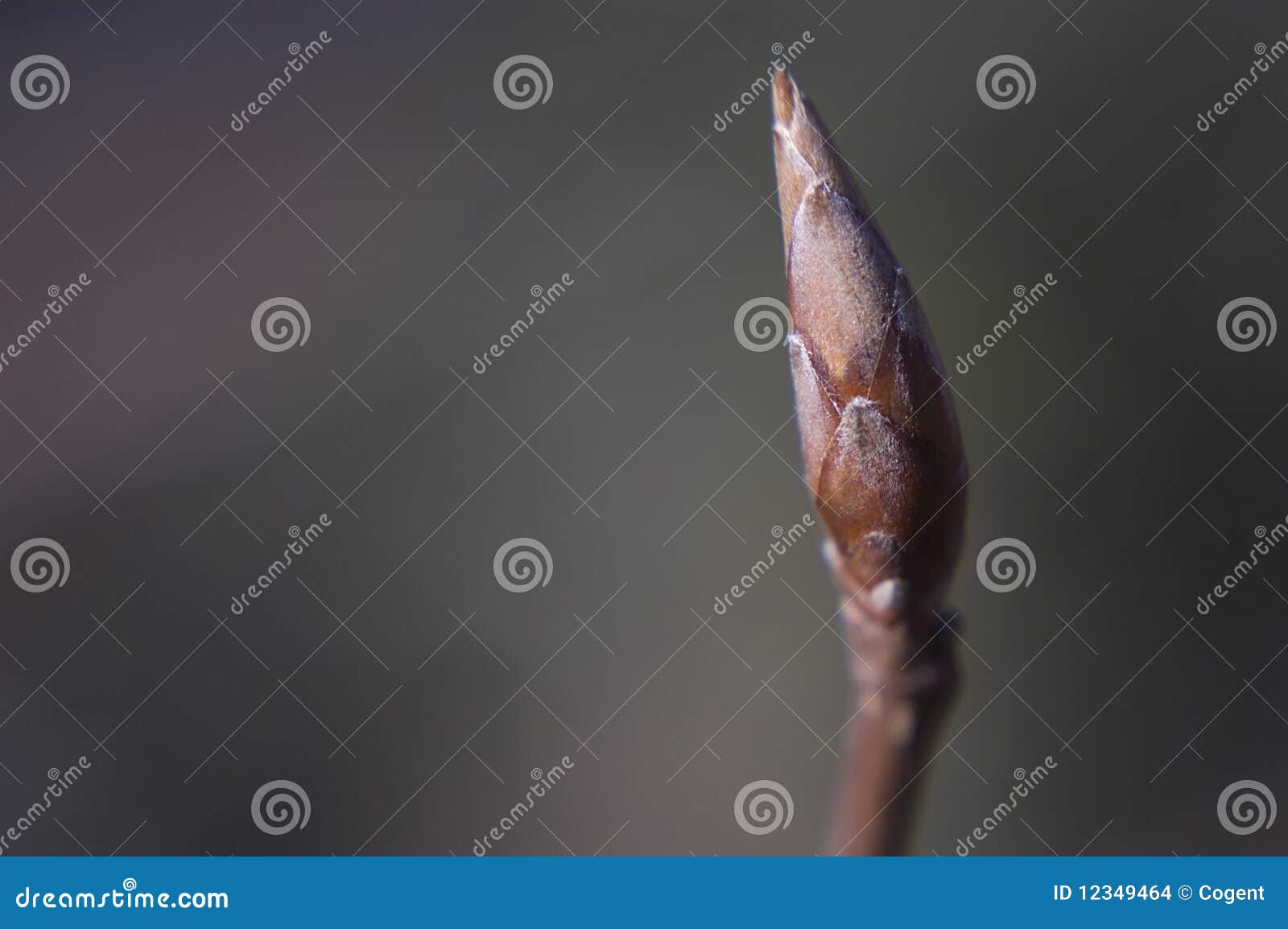 Spring Bud stock photo. Image of brown, blur, spring - 12349464