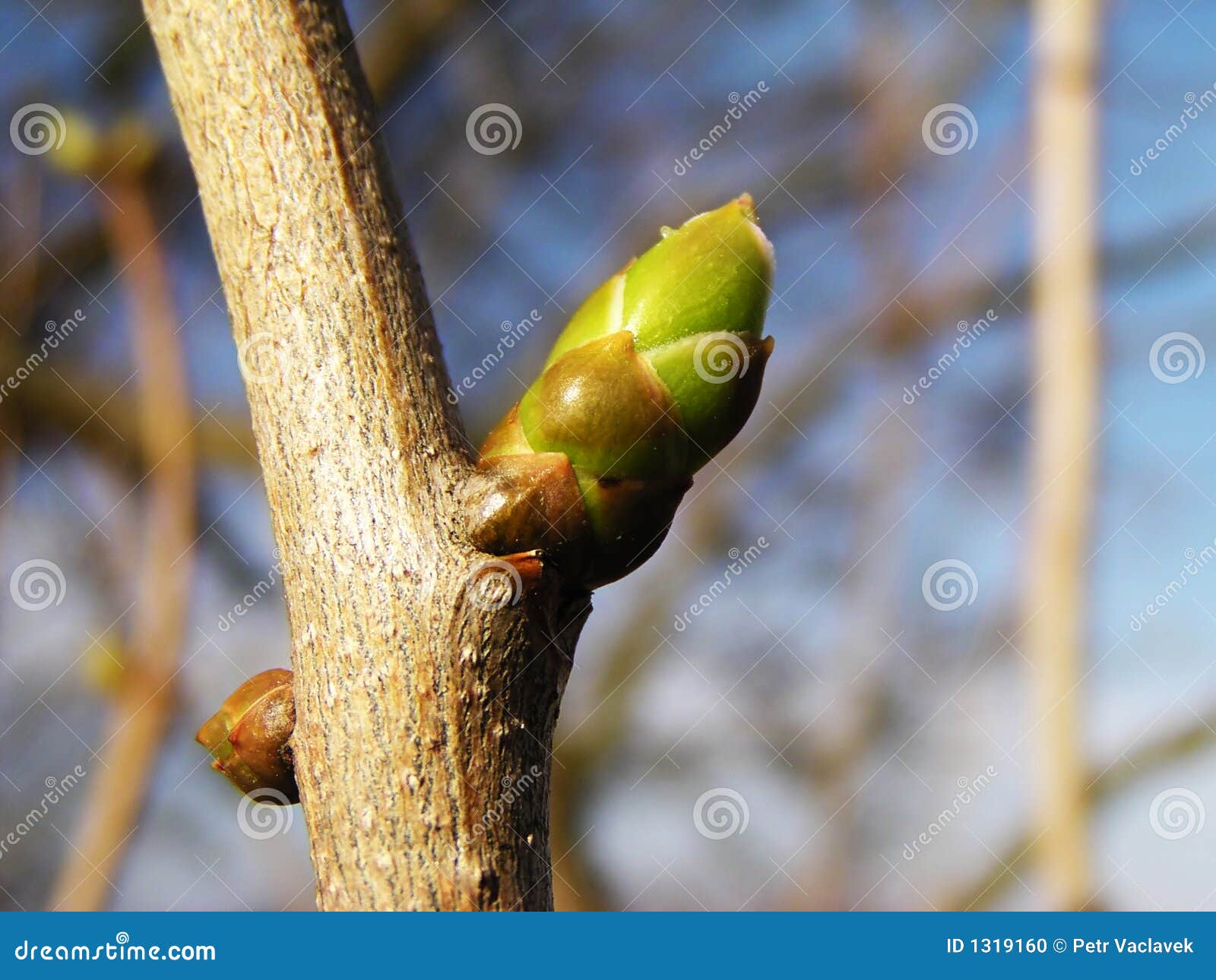 Spring bud stock photo. Image of open, march, botanical - 1319160