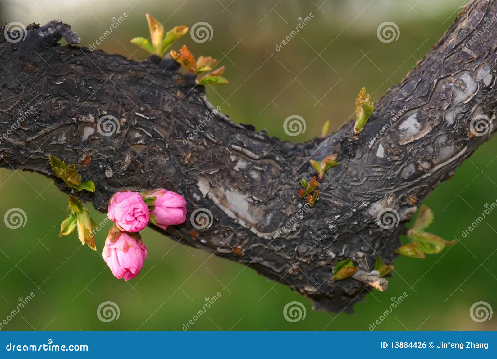 Spring bud stock photo. Image of beauty, buds, macro - 13884426