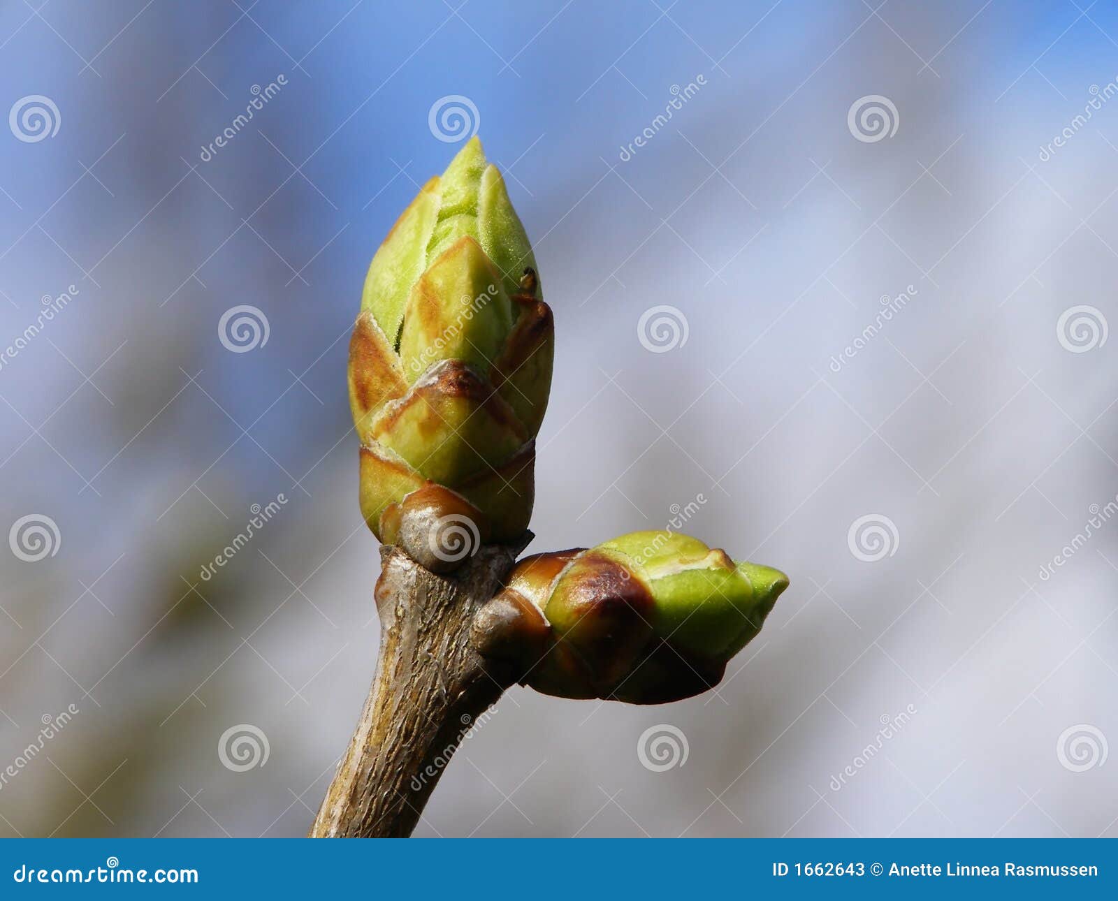 Spring bud stock image. Image of rural, concept, green - 1662643