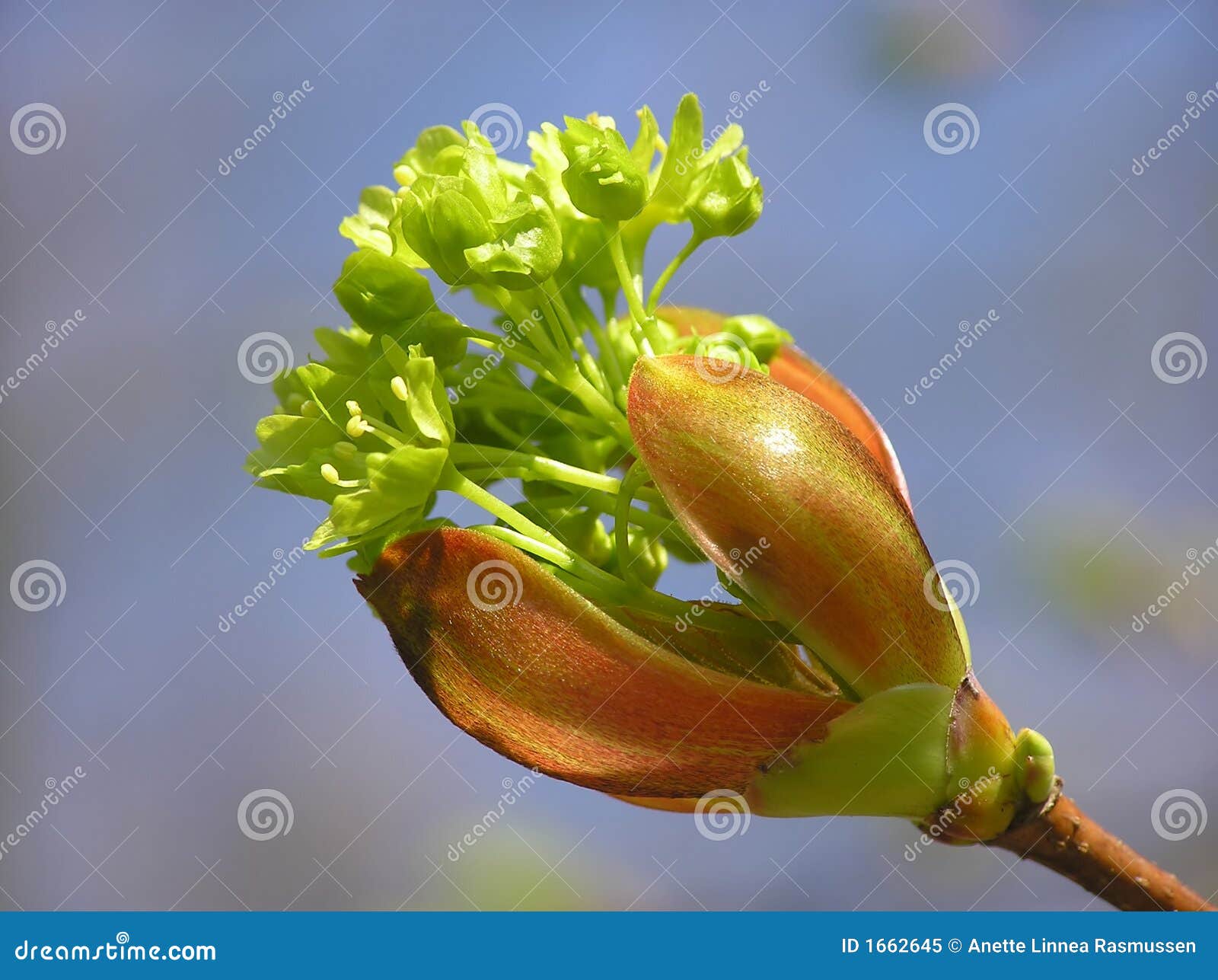 Spring bud stock image. Image of outdoor, botanical, sprout - 1662645