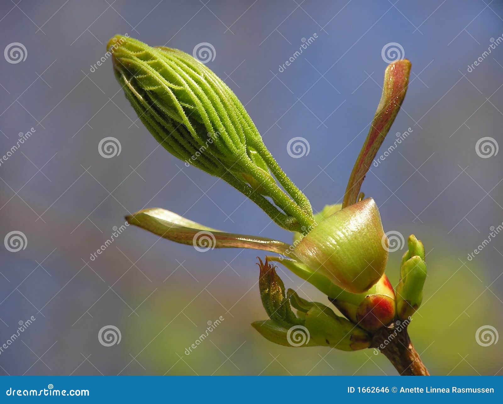 Spring bud stock photo. Image of concept, leaf, nature - 1662646
