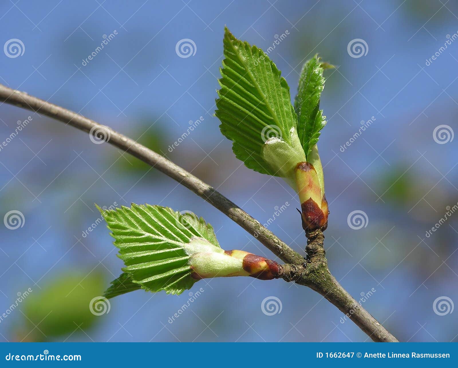 Spring bud stock image. Image of botanic, perspective - 1662647