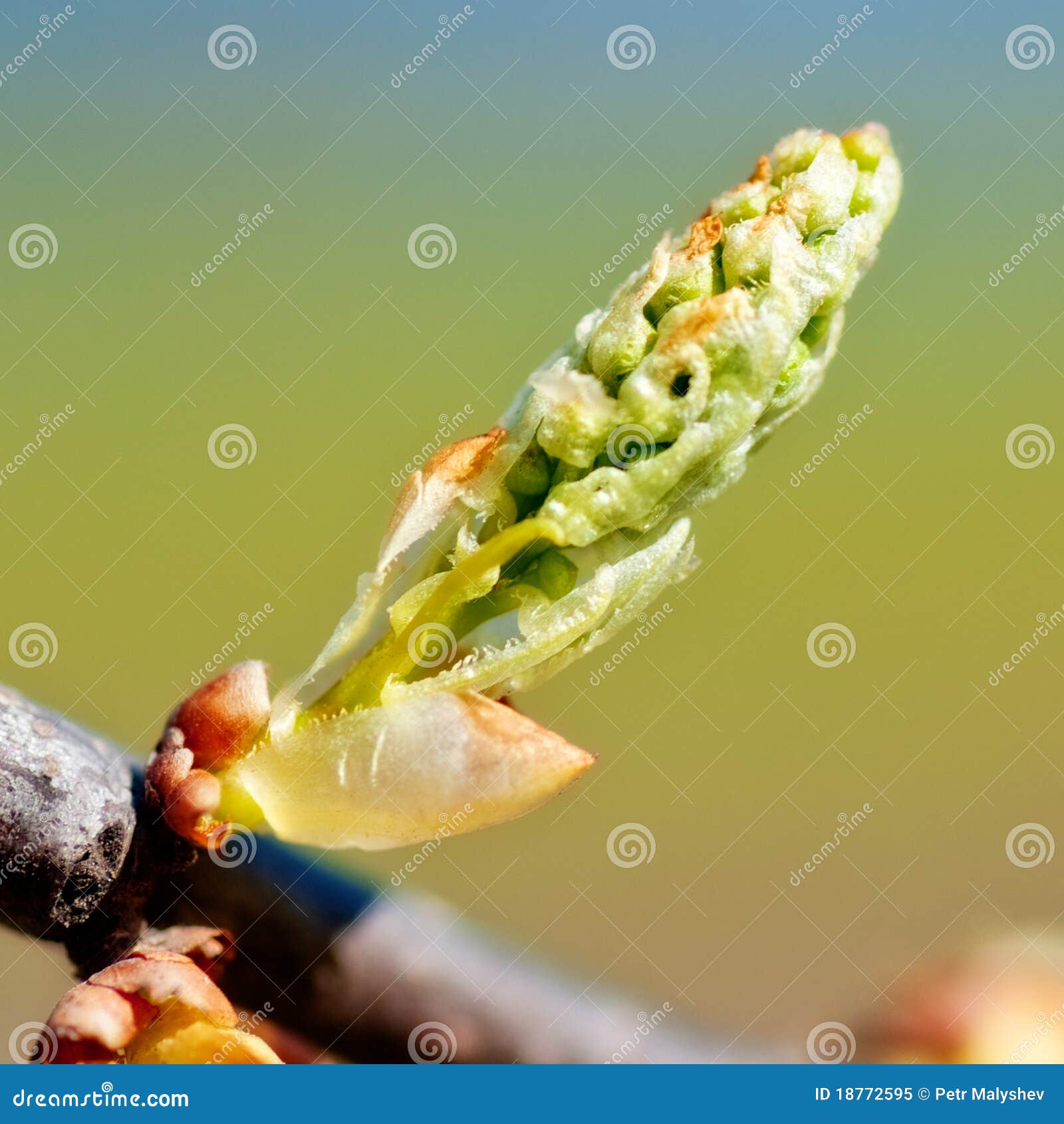 Spring Bud stock image. Image of garden, color, morning - 18772595