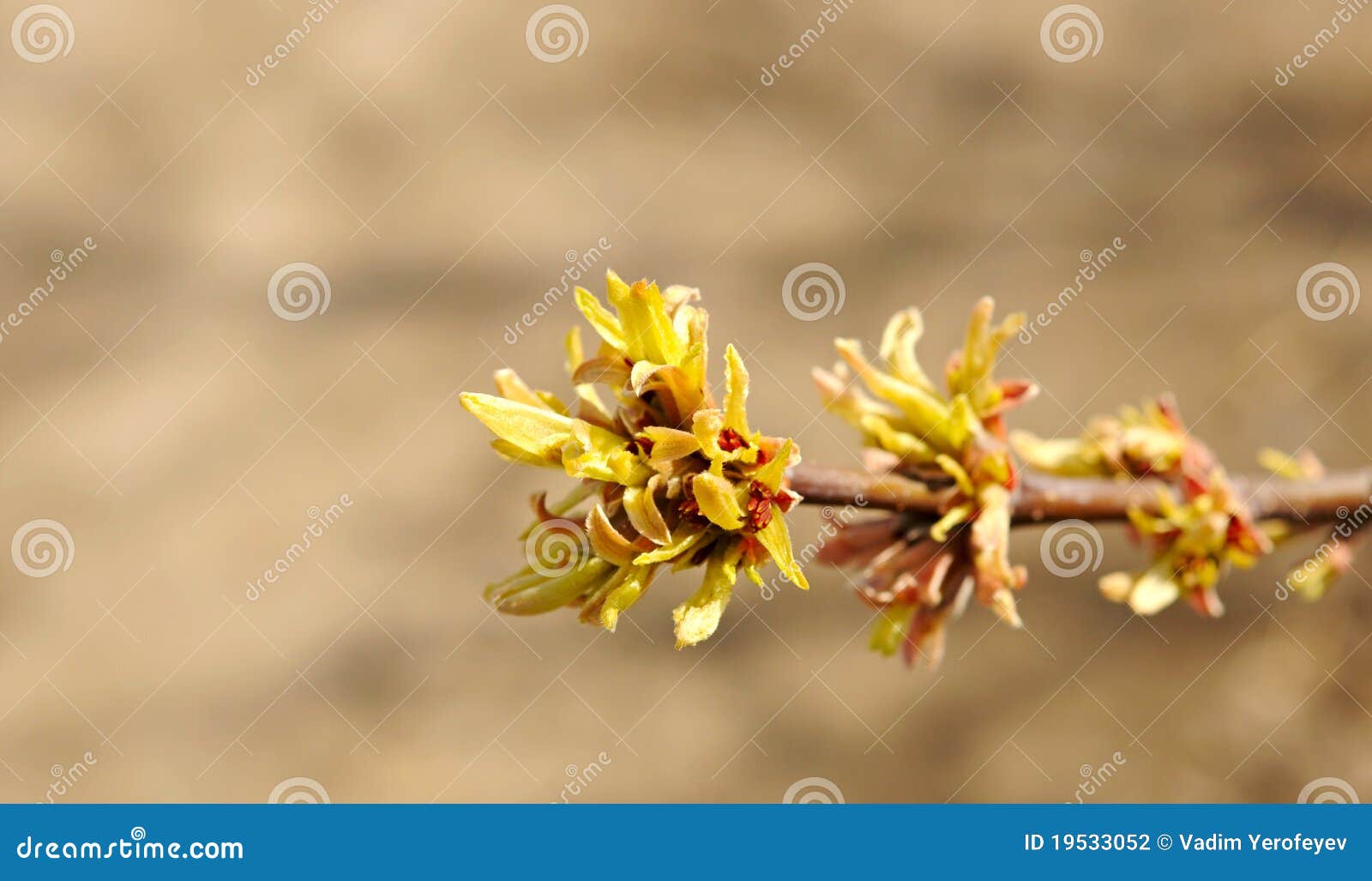 Spring bud. stock photo. Image of burst, environmental - 19533052