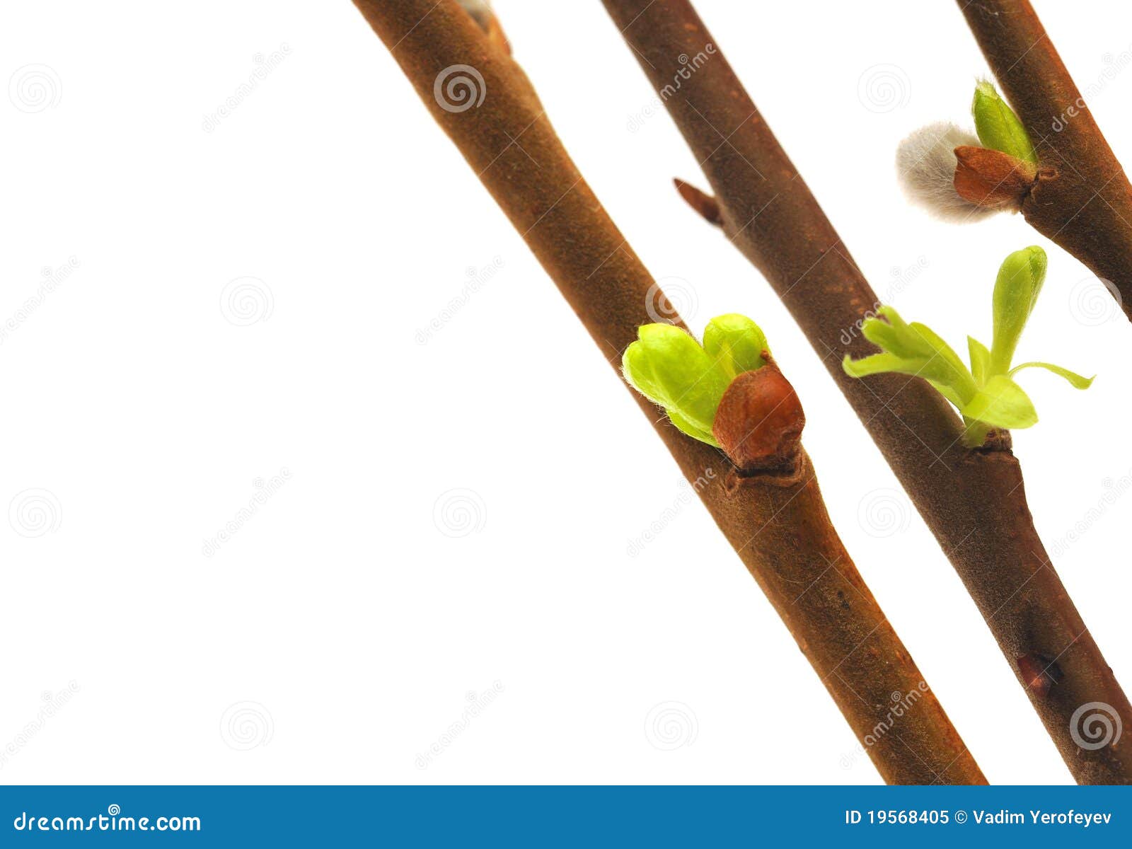 Spring bud stock image. Image of development, bunch, focus - 19568405