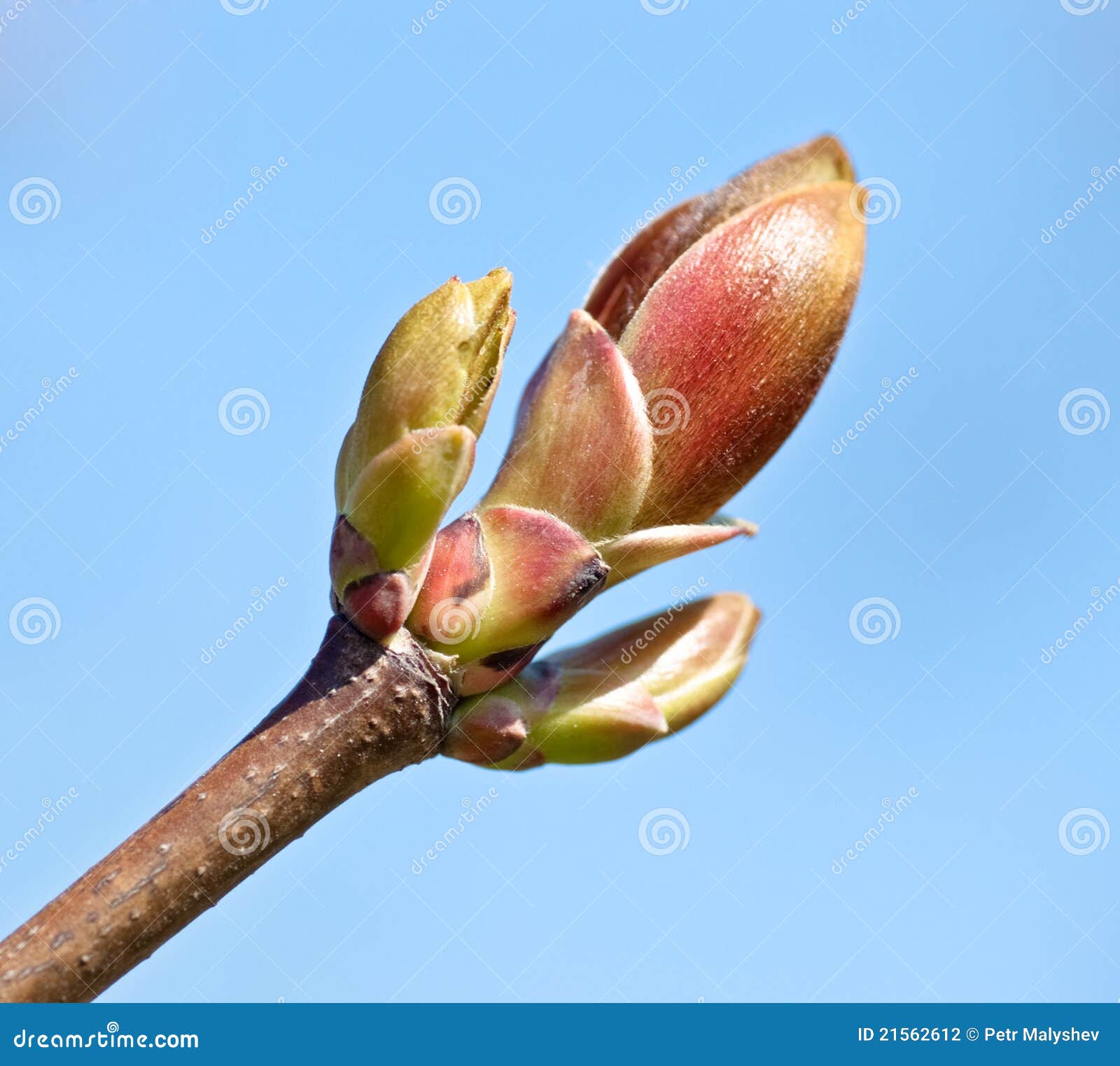 Spring Bud stock photo. Image of nature, garden, color - 21562612