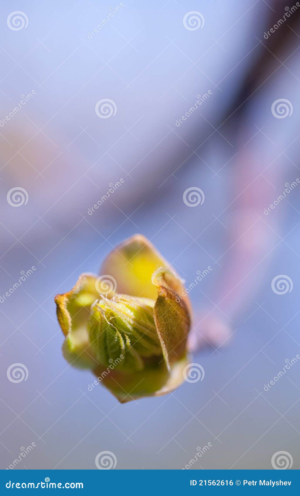 Spring Bud stock photo. Image of leaves, nature, bright - 21562616