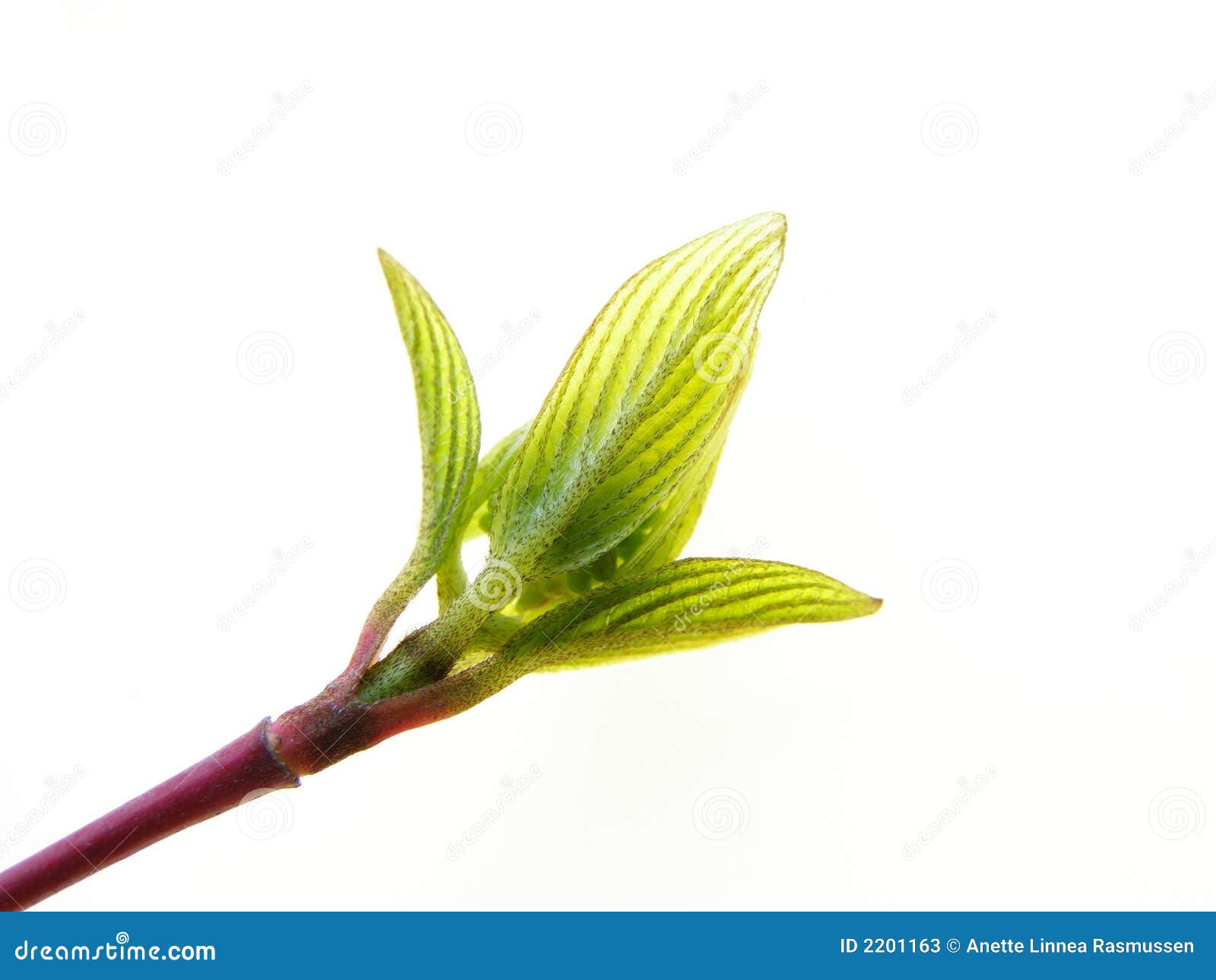 Spring bud stock image. Image of concept, season, leaf - 2201163
