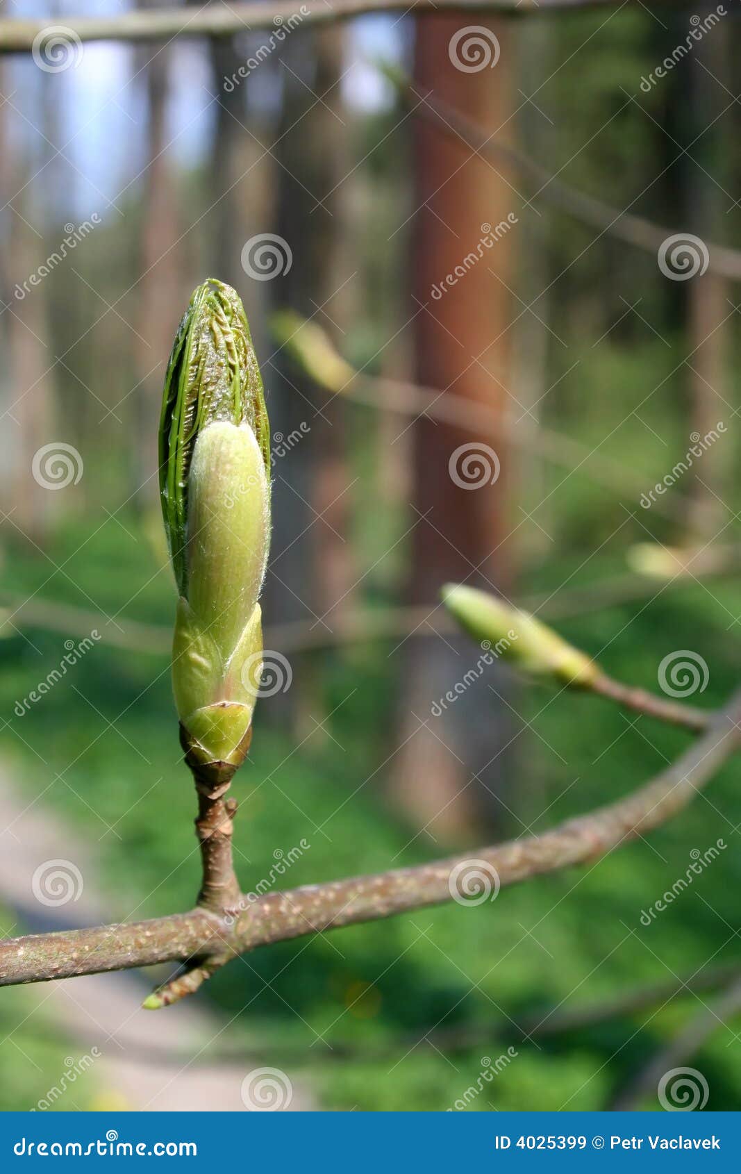 Spring bud stock image. Image of branch, budding, seasonal - 4025399