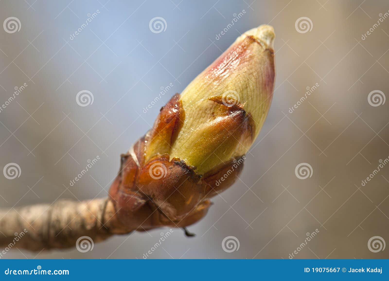 Spring bud on the branch stock image. Image of botanical - 19075667