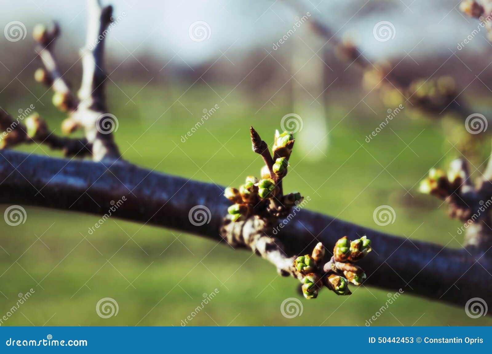 Spring bud on the branch stock image. Image of branch - 50442453