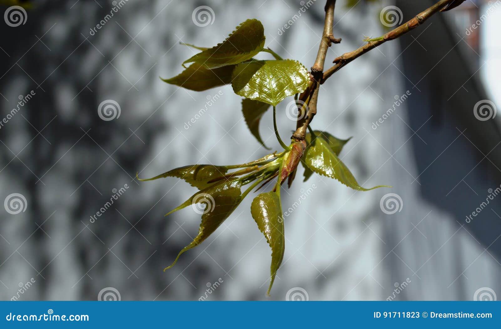 Spring Bud Break of the Shrubs and Trees Stock Image - Image of spring ...