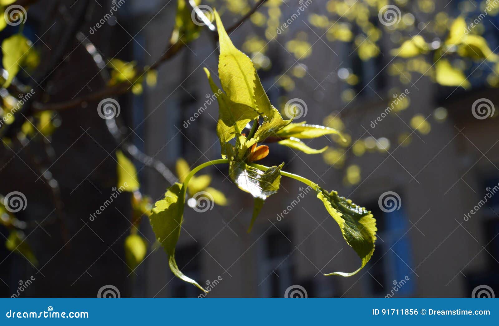 Spring Bud Break of the Shrubs and Trees Stock Photo - Image of beauty ...