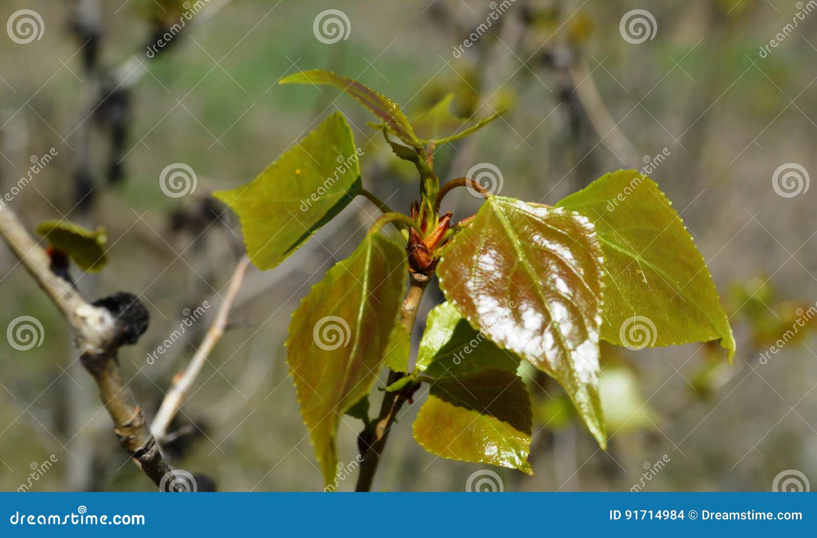 Spring Bud Break of the Shrubs and Trees Stock Photo - Image of month ...