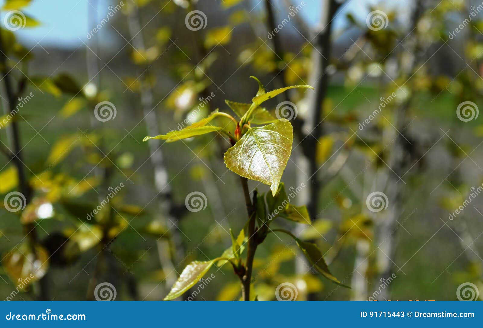Spring Bud Break of the Shrubs and Trees Stock Image - Image of beauty ...