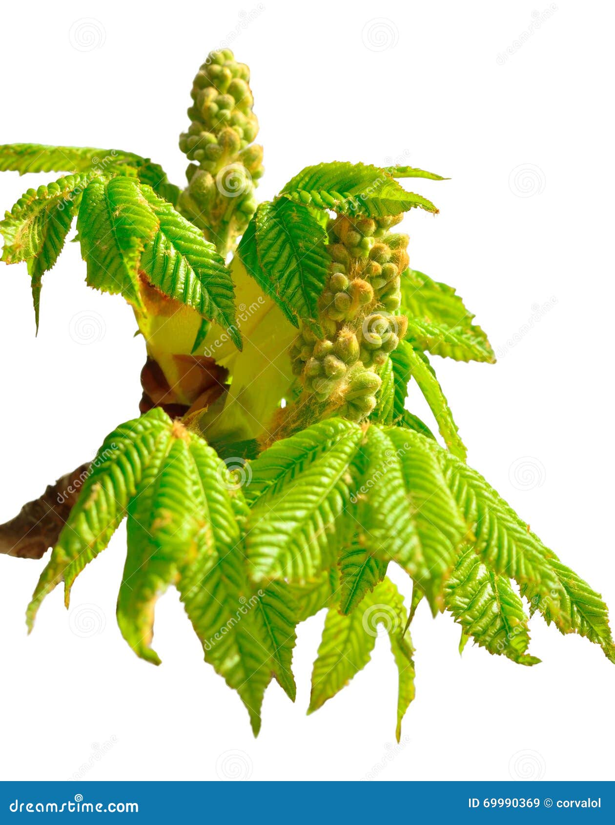 Spring Bud of Chestnut Tree Stock Image - Image of branch, concept ...