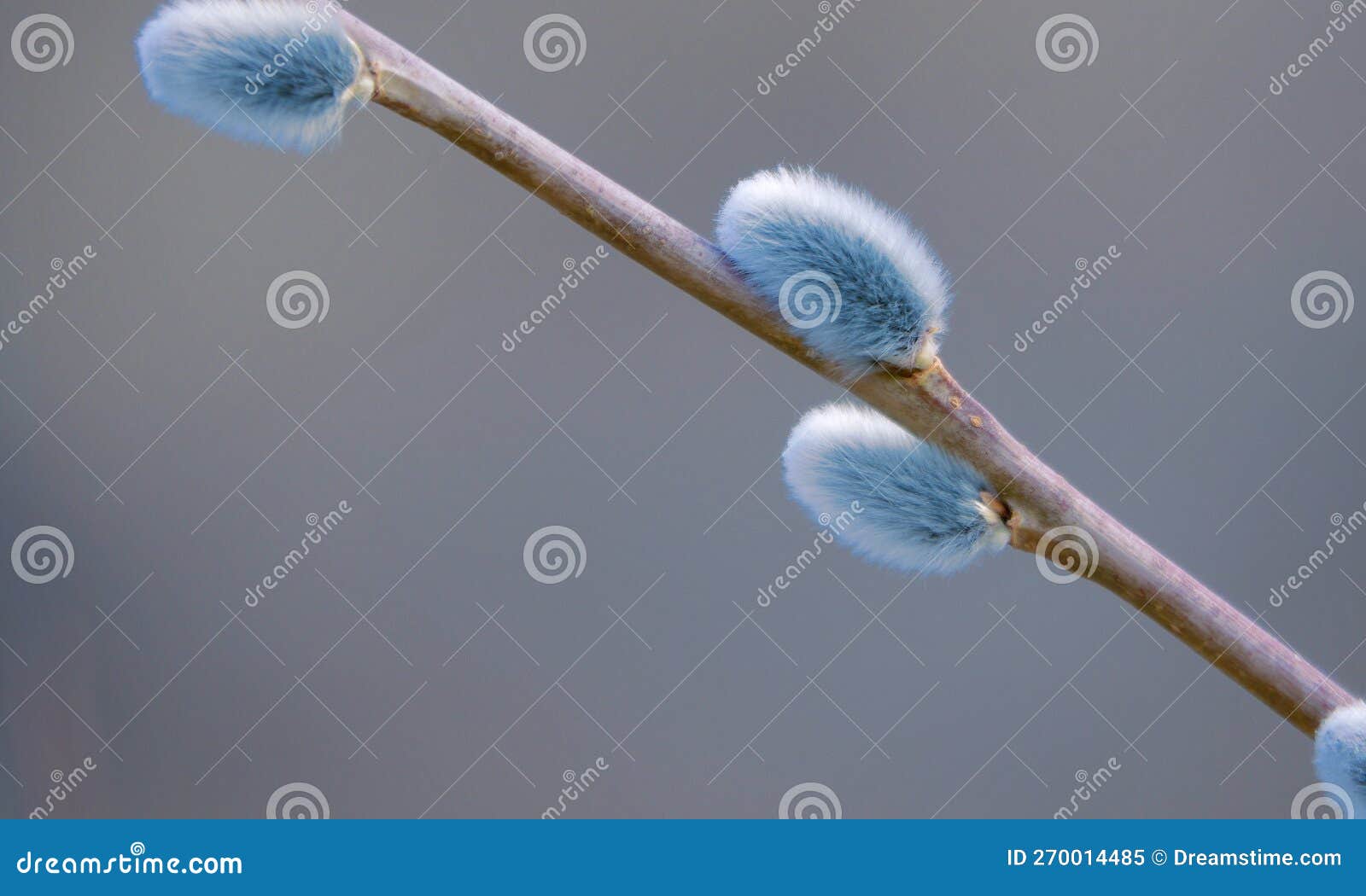 Spring bud stock image. Image of branch, natural, fuzz - 270014485