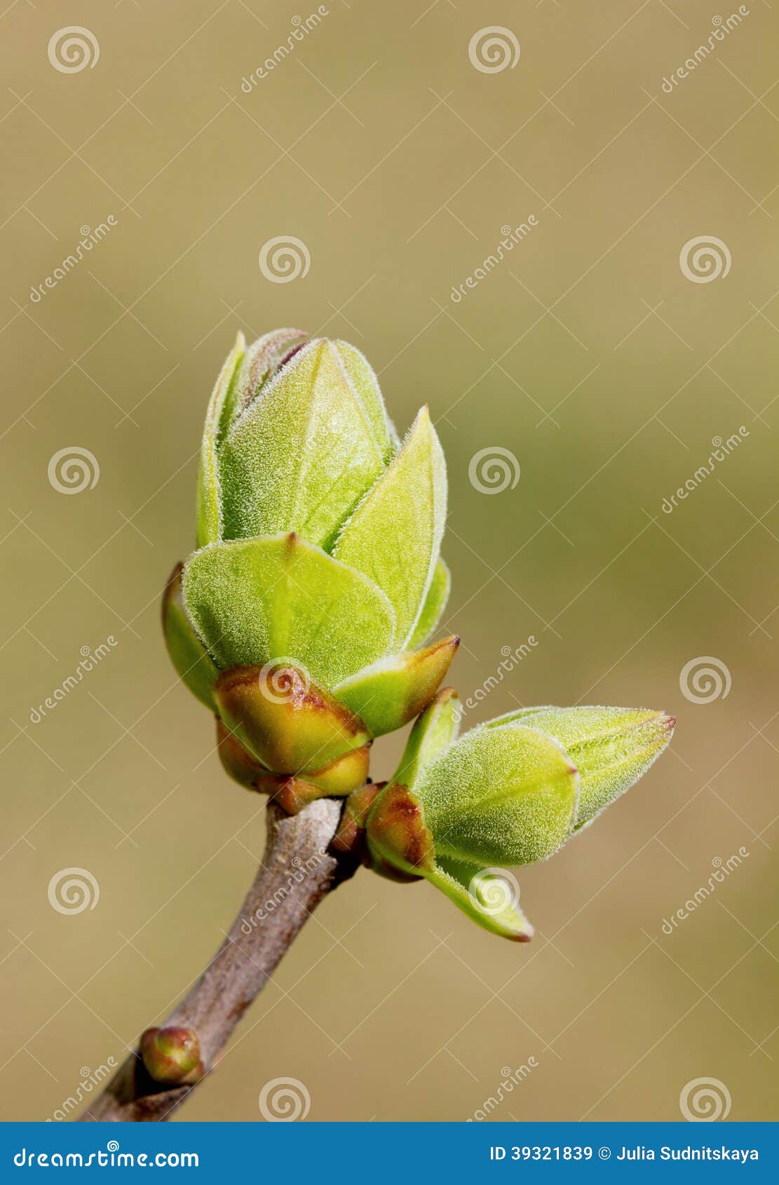 Spring bud close-up stock image. Image of garden, closeup - 39321839
