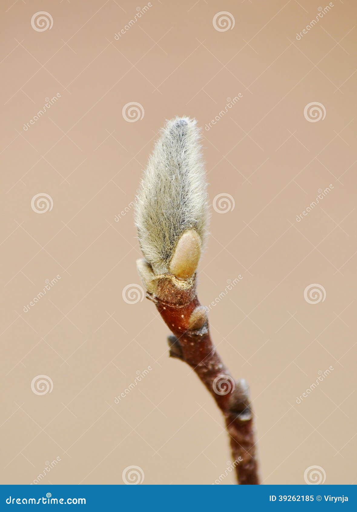 Spring bud stock image. Image of flower, light, ecology - 39262185