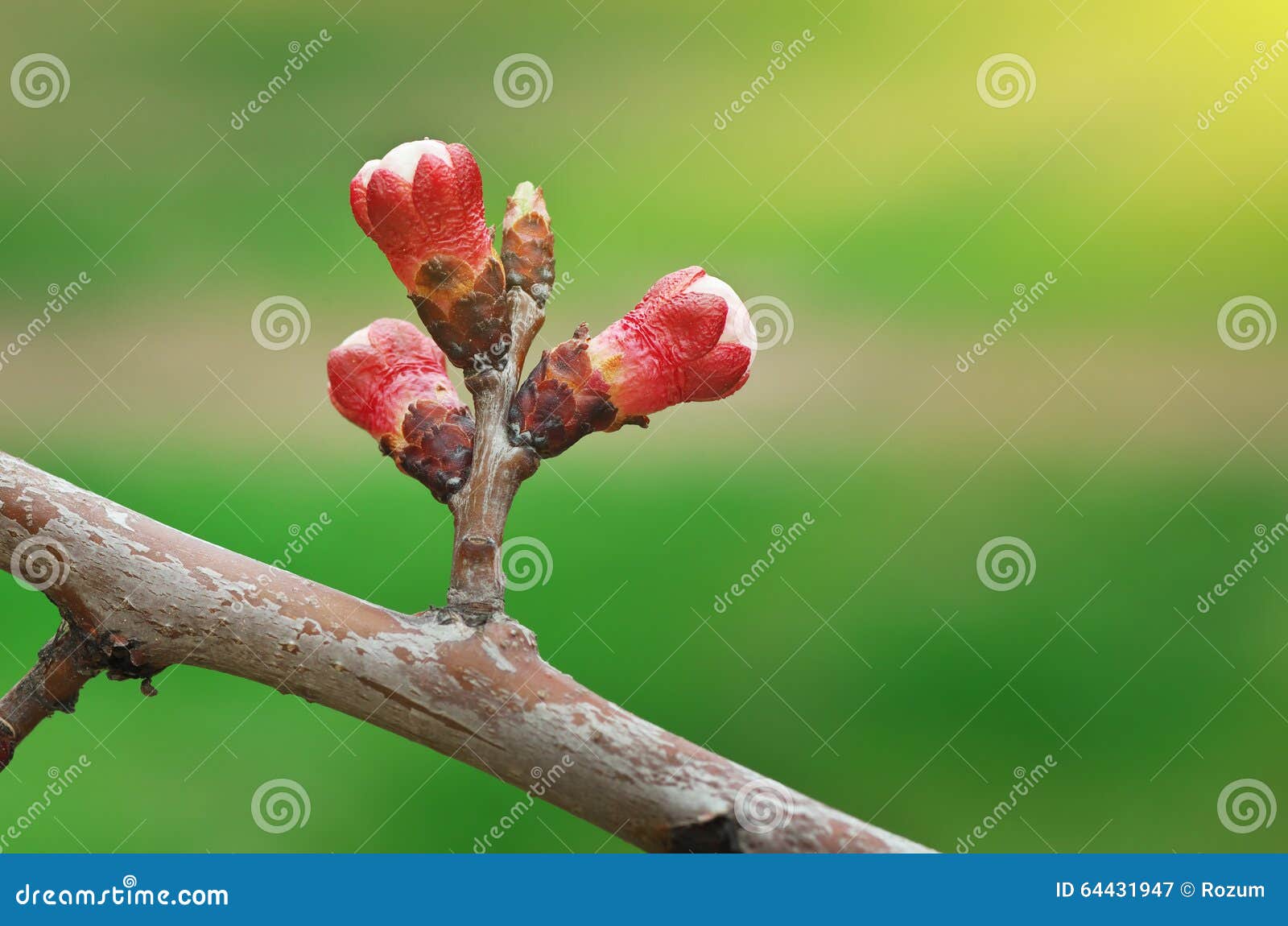 Spring bud stock image. Image of branch, blossom, macro - 64431947