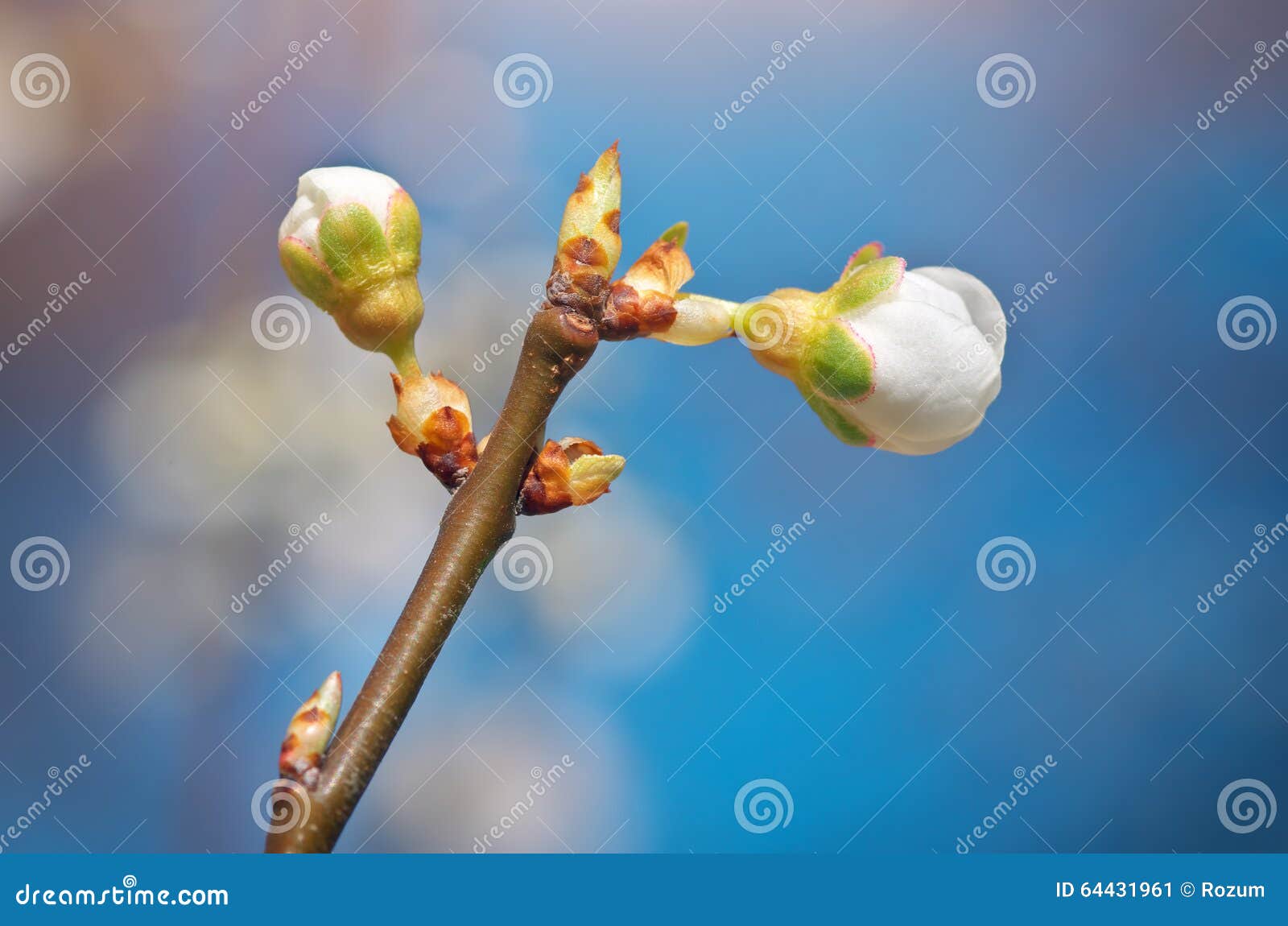 Spring bud. stock image. Image of environmental, freshness - 64431961