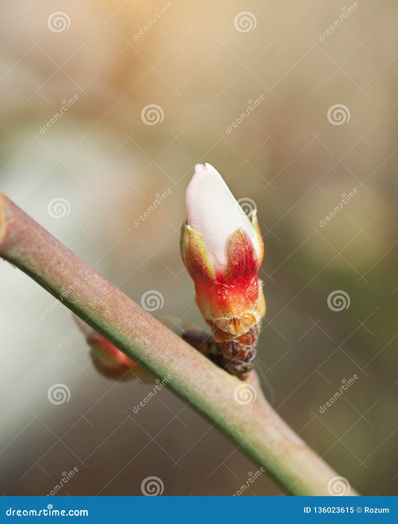 Spring bud flower on tree stock image. Image of health - 136023615