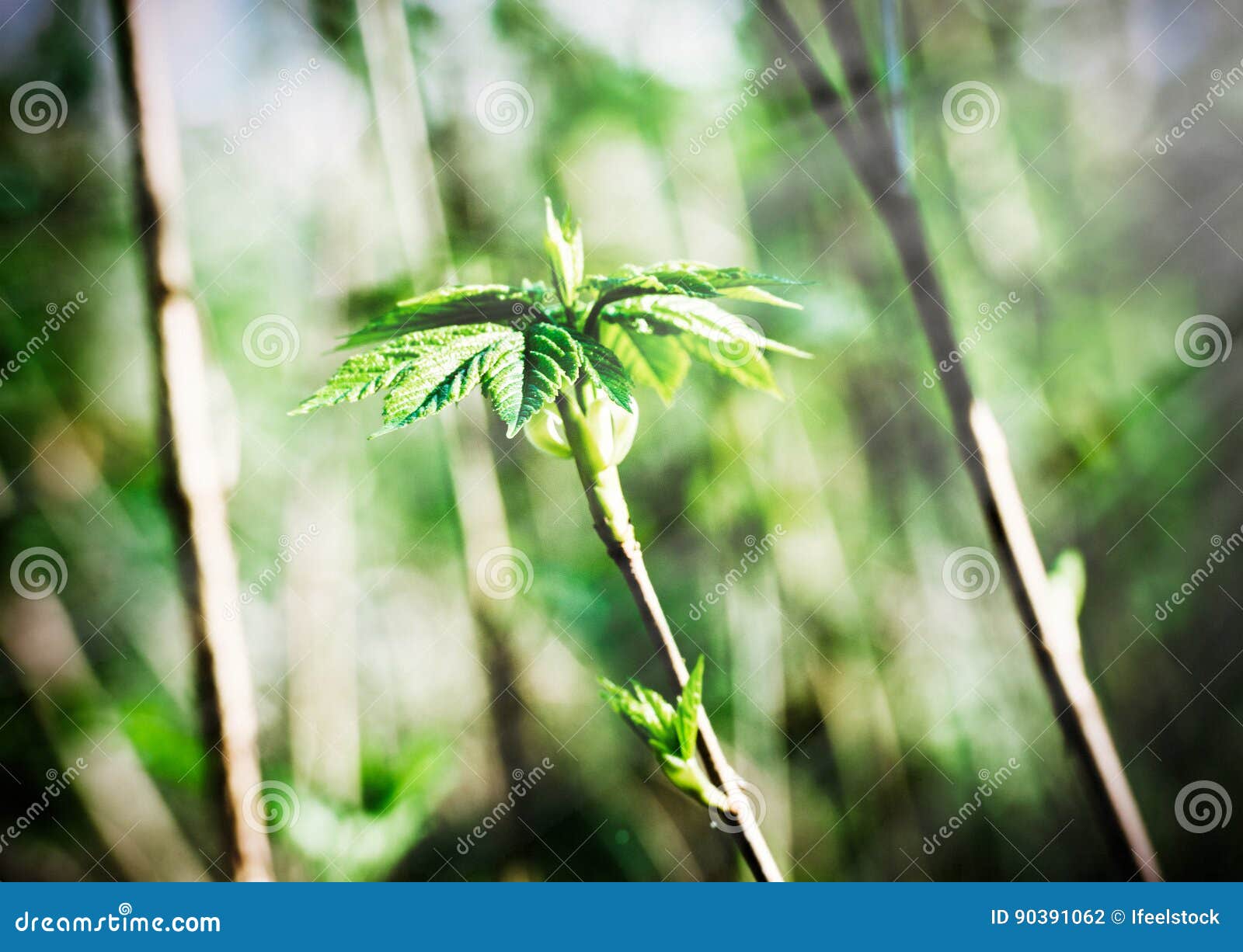 Spring bud stock photo. Image of leaf, beauty, green - 90391062