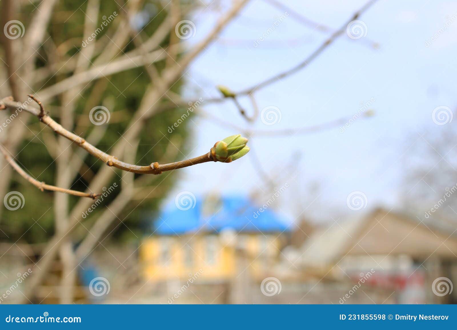Spring Swelling of the Kidneys Stock Photo - Image of twig, green ...