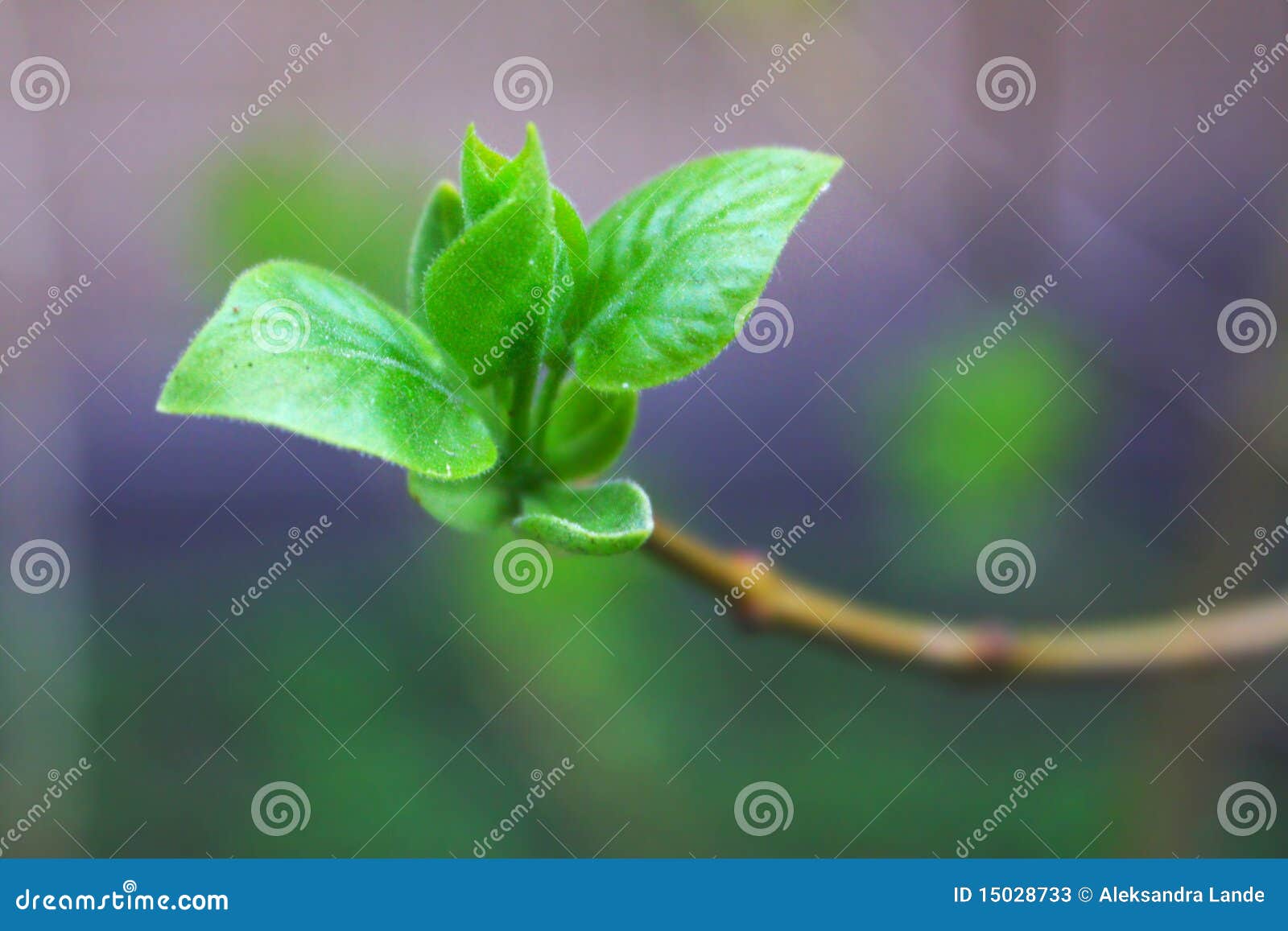 Spring Bud - a Symbol of Life Stock Image - Image of leaves, buds: 15028733