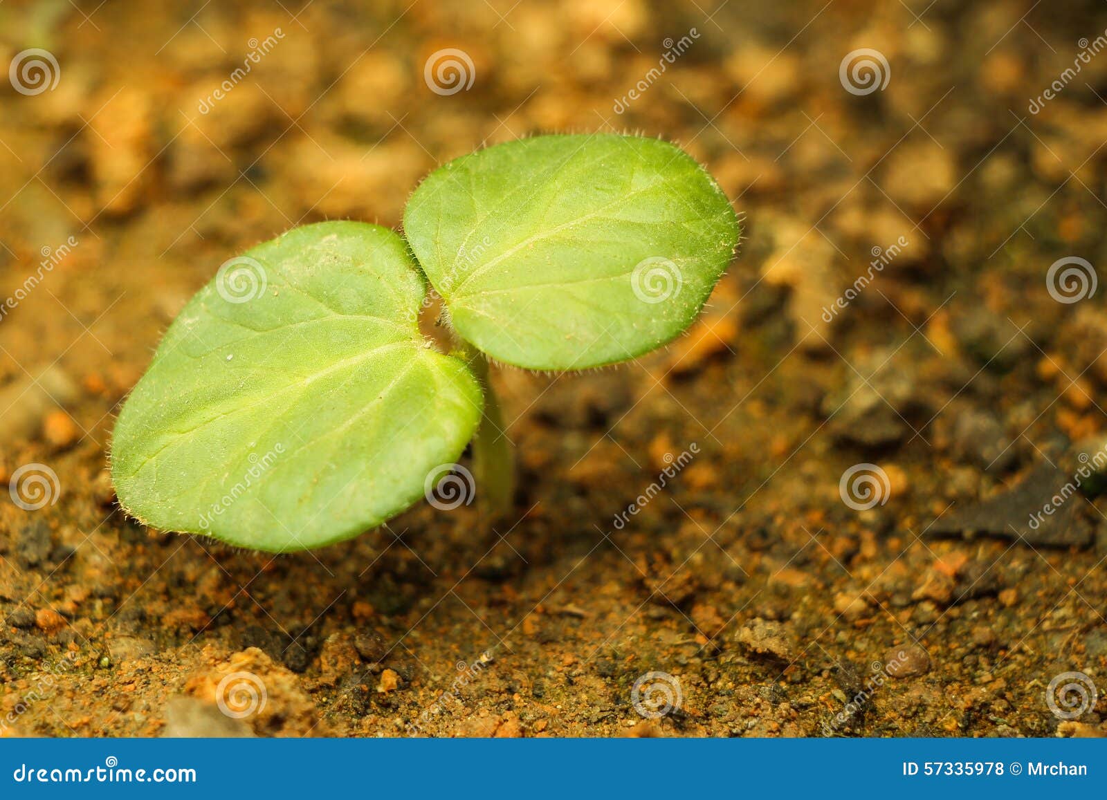 Spring bud stock photo. Image of dirt, clear, horizontal - 57335978