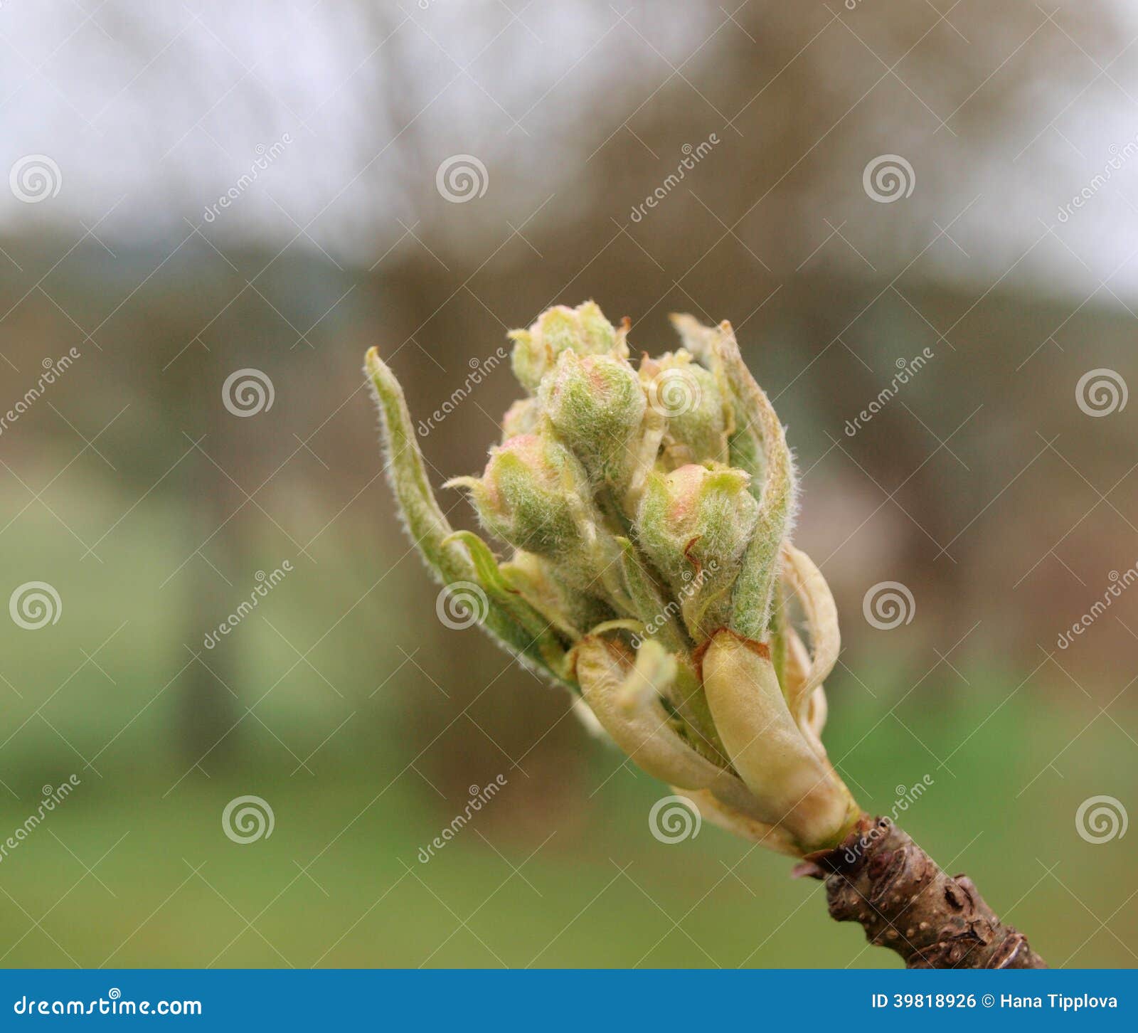 Spring Budding Trees, Southern Bohemia Stock Photo - Image of plant ...