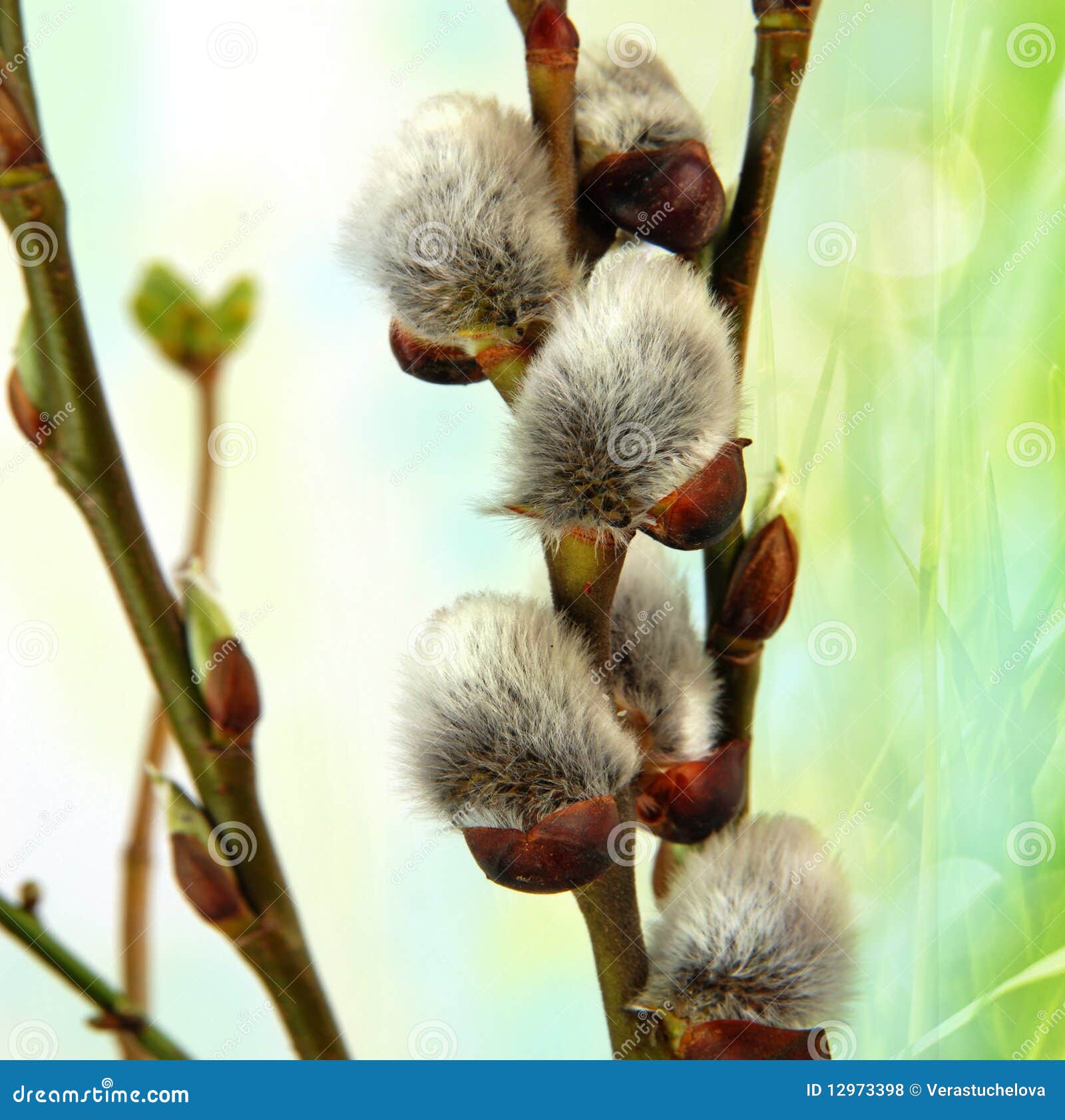 Spring buds stock photo. Image of cuddly, plant, awake - 12973398