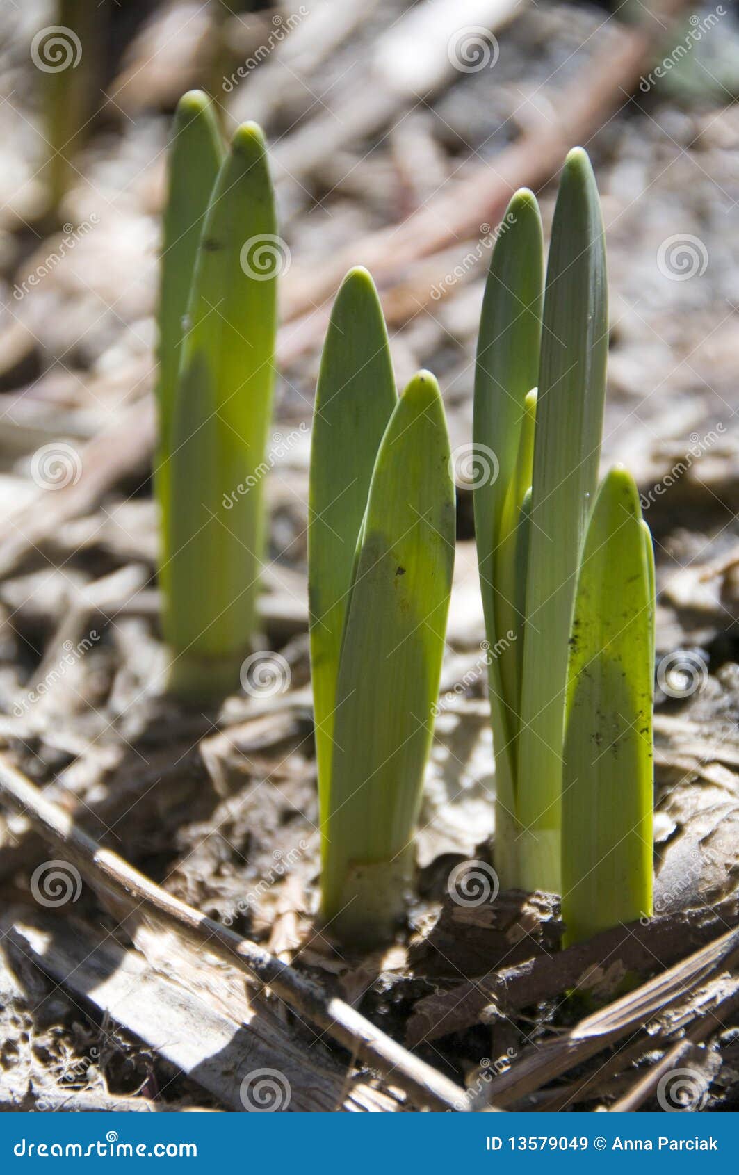 Spring buds stock image. Image of fragility, concepts - 13579049