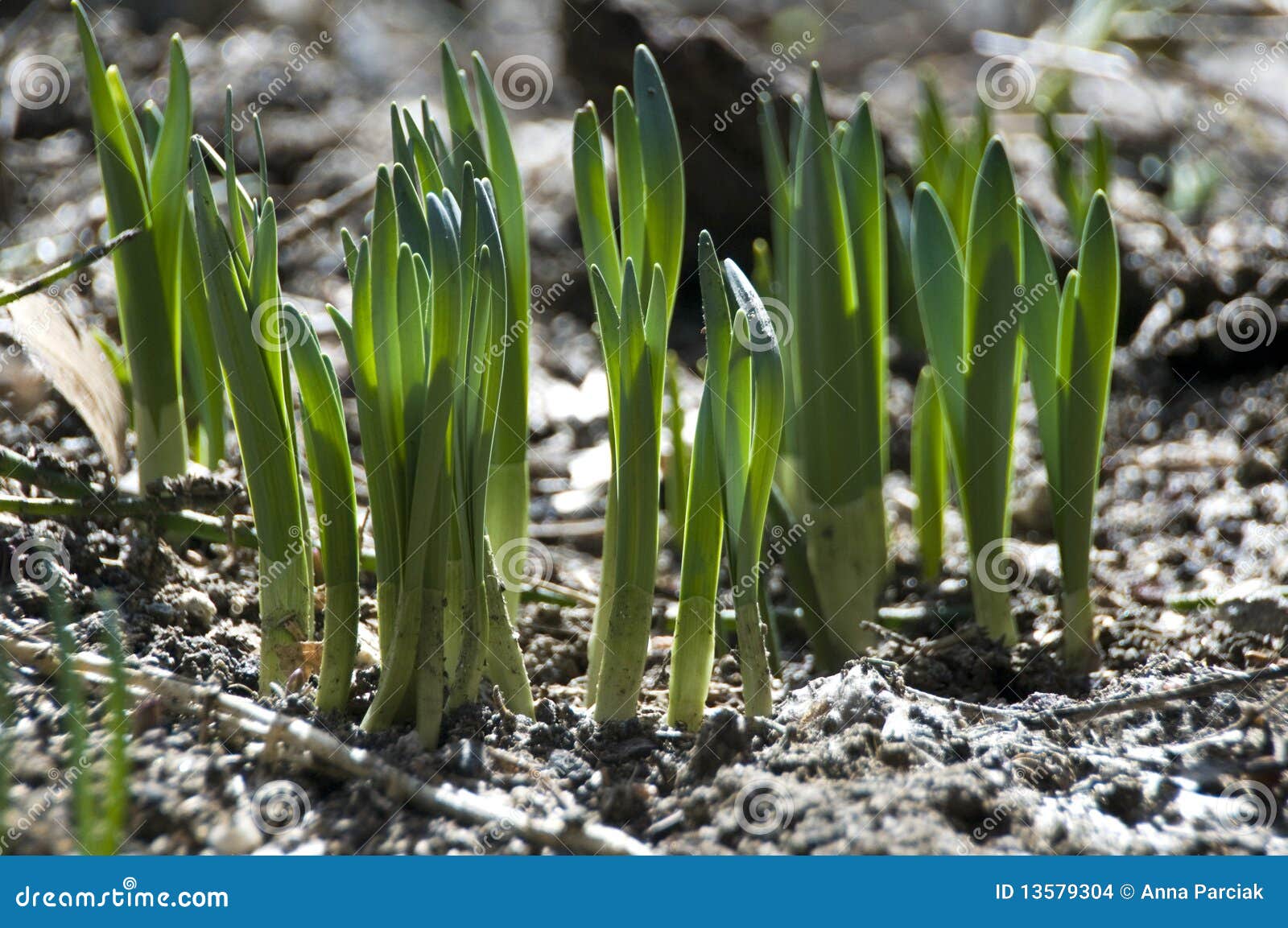 Spring buds stock photo. Image of dirt, concept, environmental - 13579304