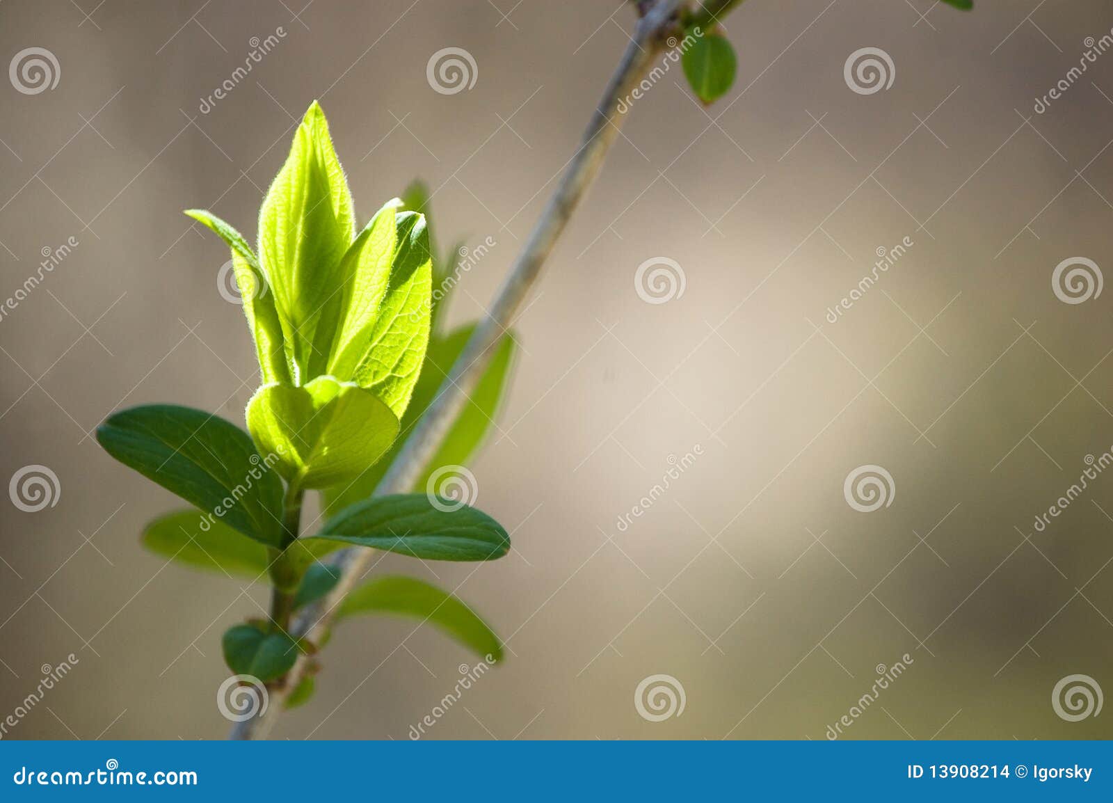 Spring buds stock photo. Image of spring, garden, outdoors - 13908214