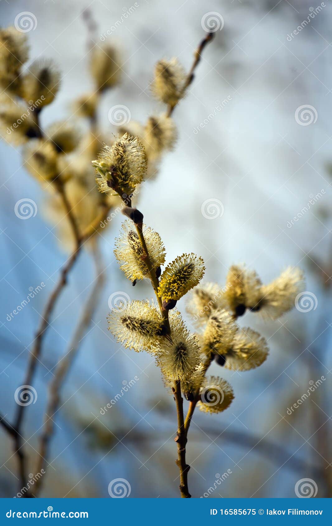 Spring buds stock image. Image of seasonal, green, botany - 16585675